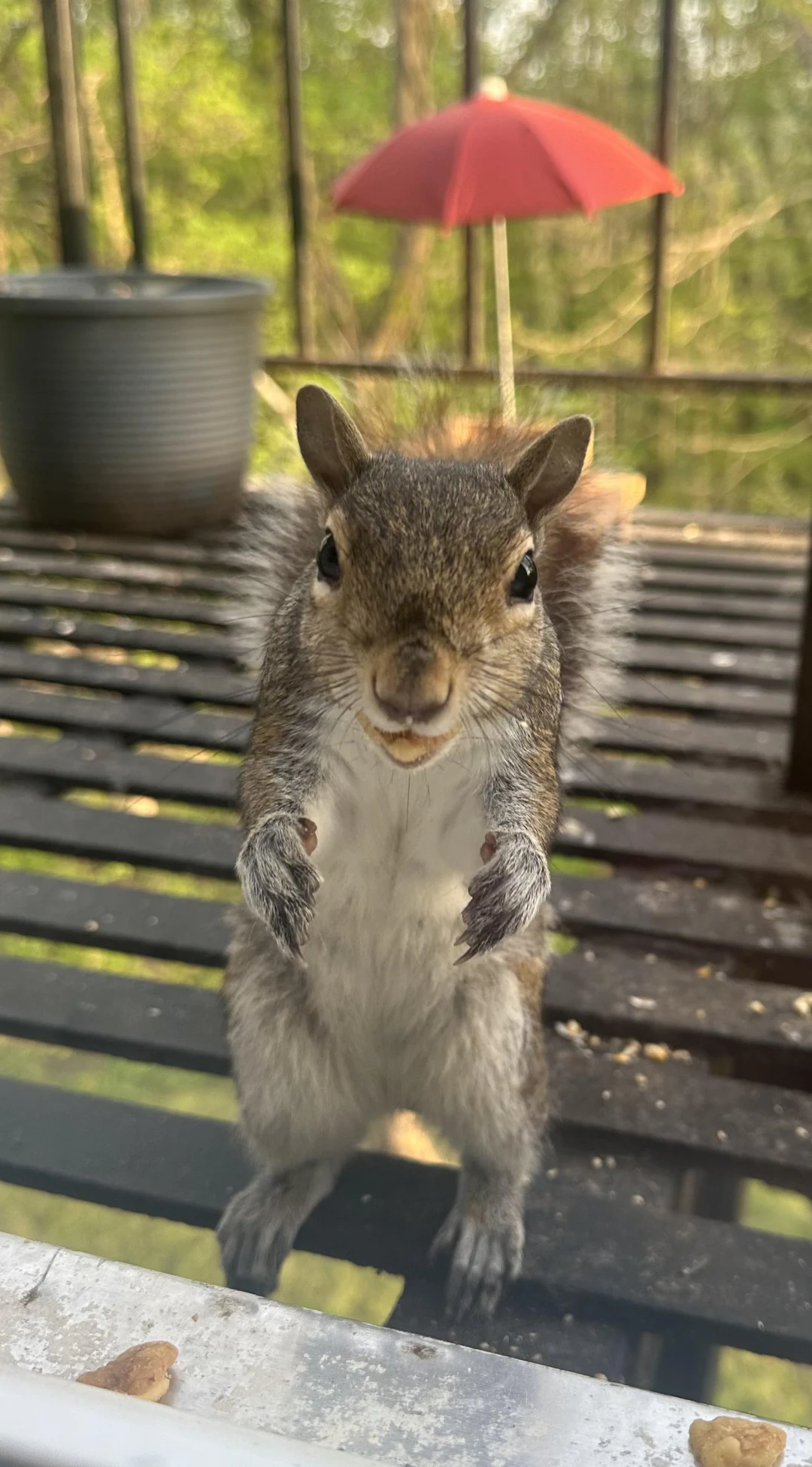 Cutie alert ‼️ 🚨 | Scrolller