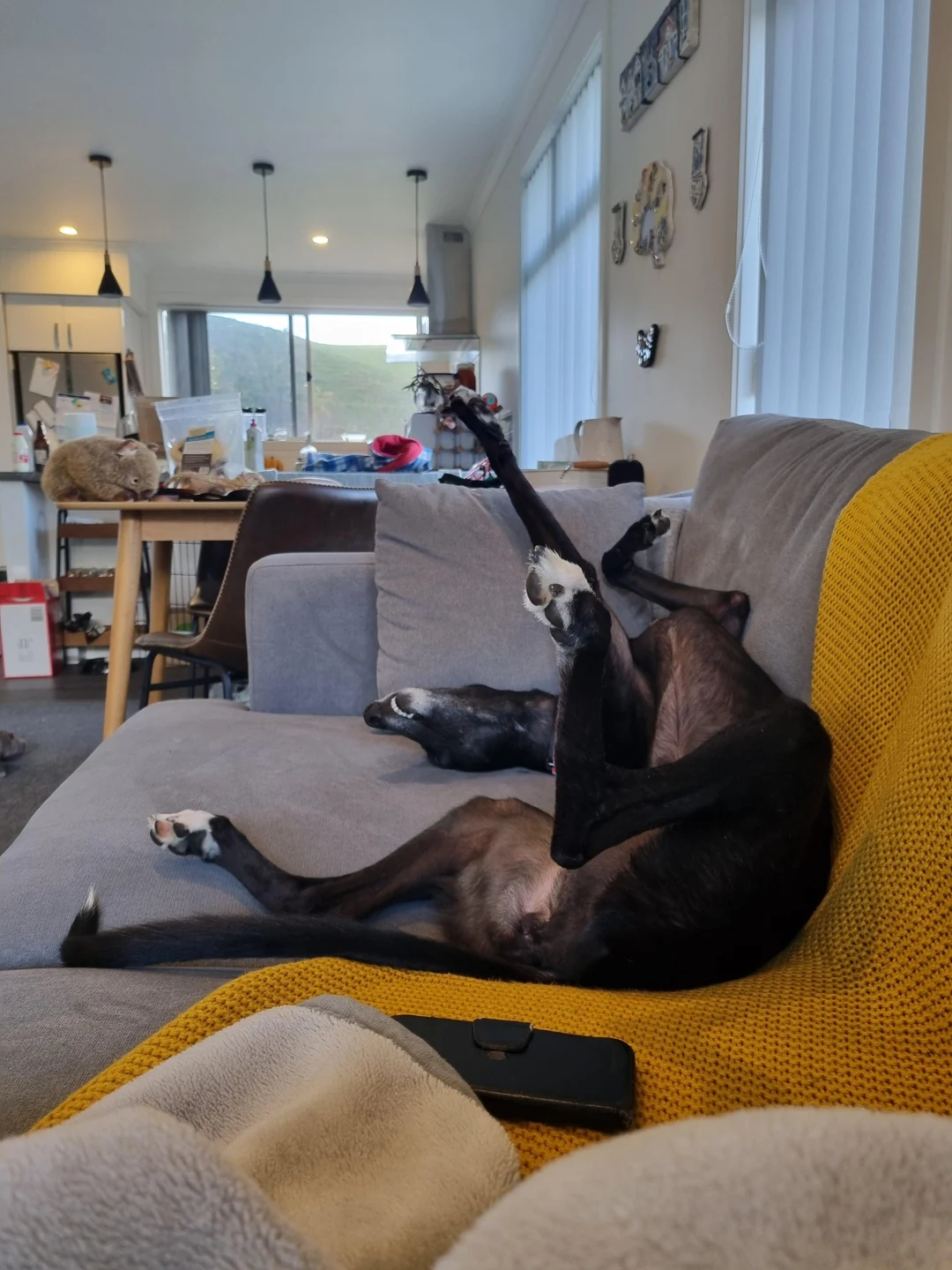 First time greyhound owners, any tips? | Scrolller