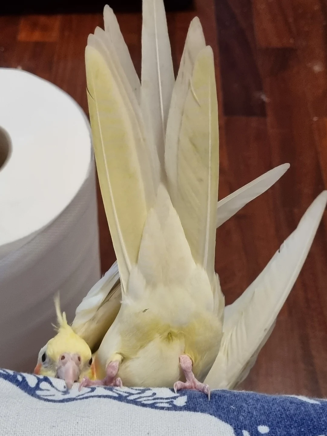 Two parrots in one | Scrolller