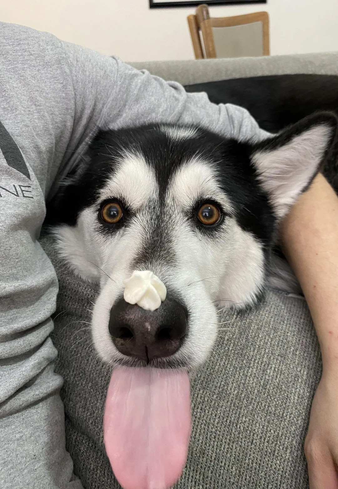 Discover more like AnimalsBeingDerps: My beautiful derp and Related Content | Scrolller