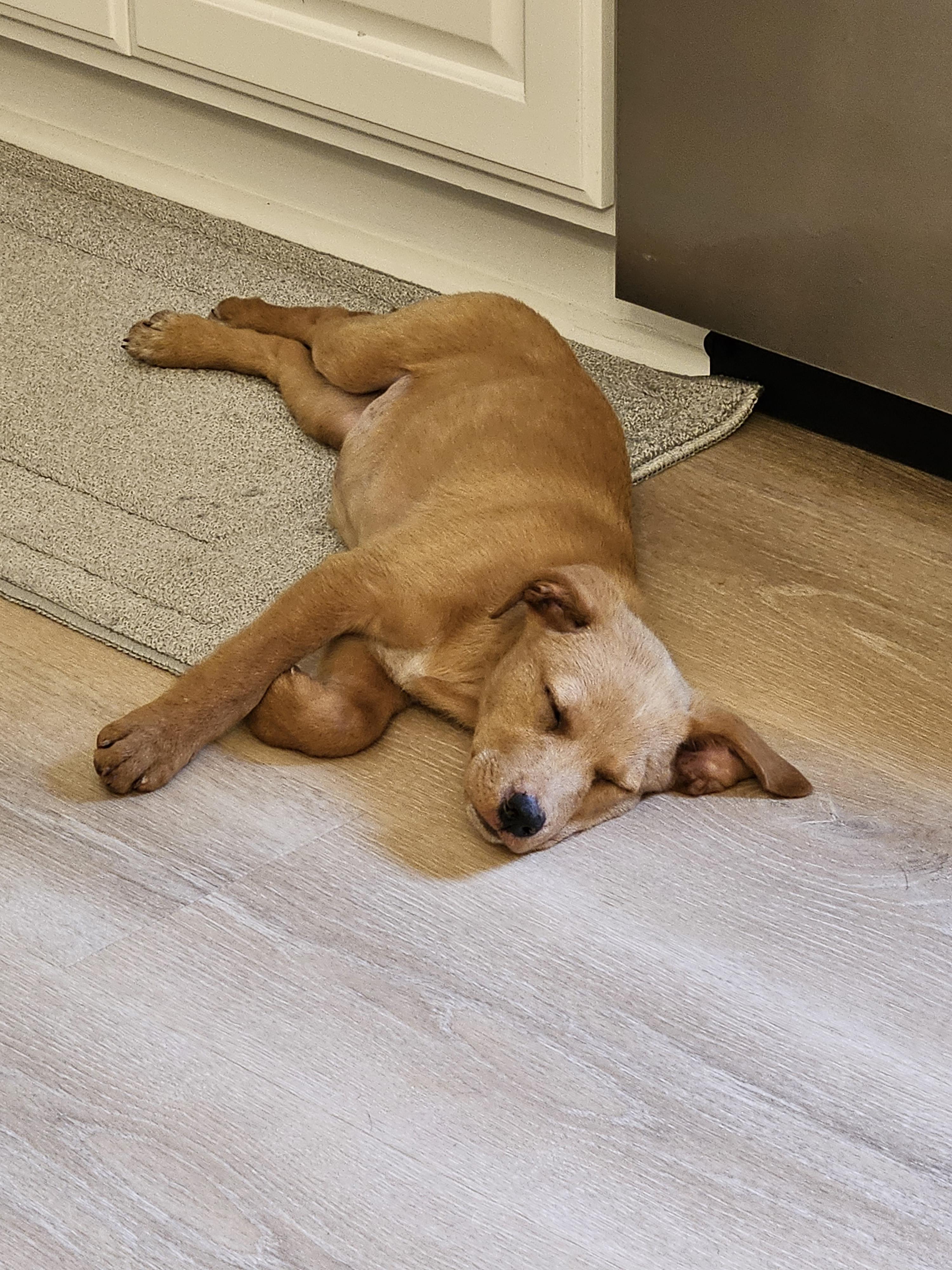 Abandoned Puppy(Our new foster)- Lab mix? | Scrolller