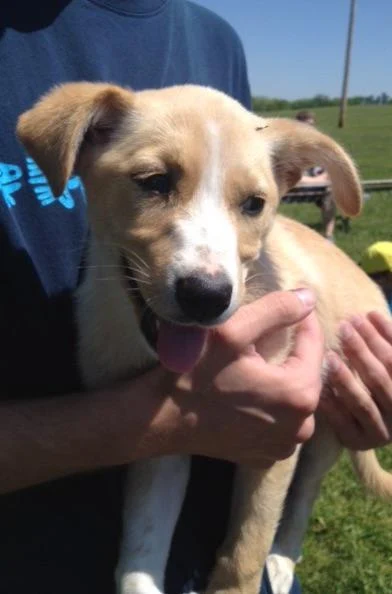 Adoption day with this heeler/lab mix puppy 🥰 | Scrolller