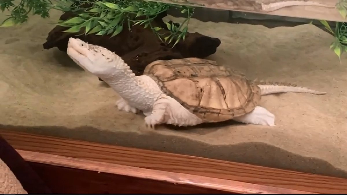 Leucistic Snapping Turtle, Colorado Springs | Scrolller
