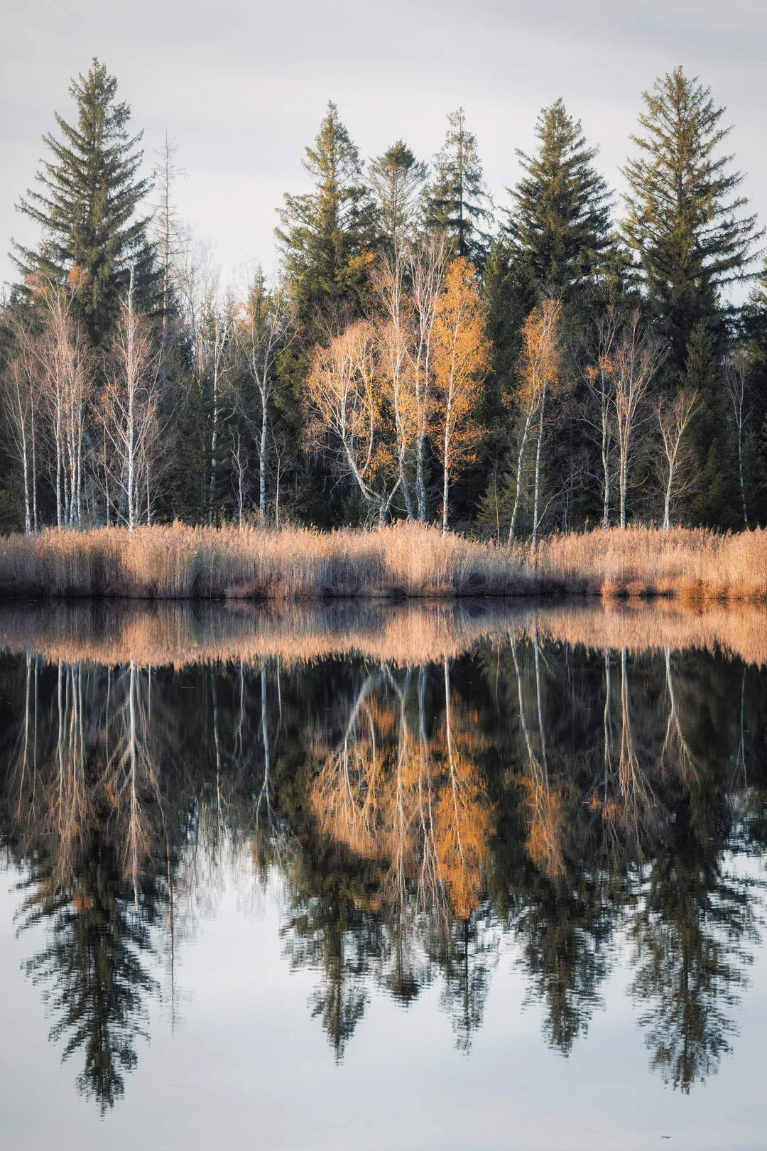 Fall reflection in a bog in southern Germany [OC][3395x5092] | Scrolller