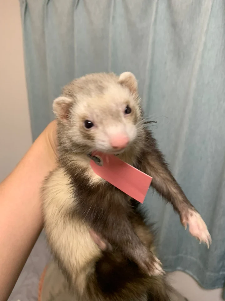 I swear she got this on her neck be herself (don't worry she wasn't ...