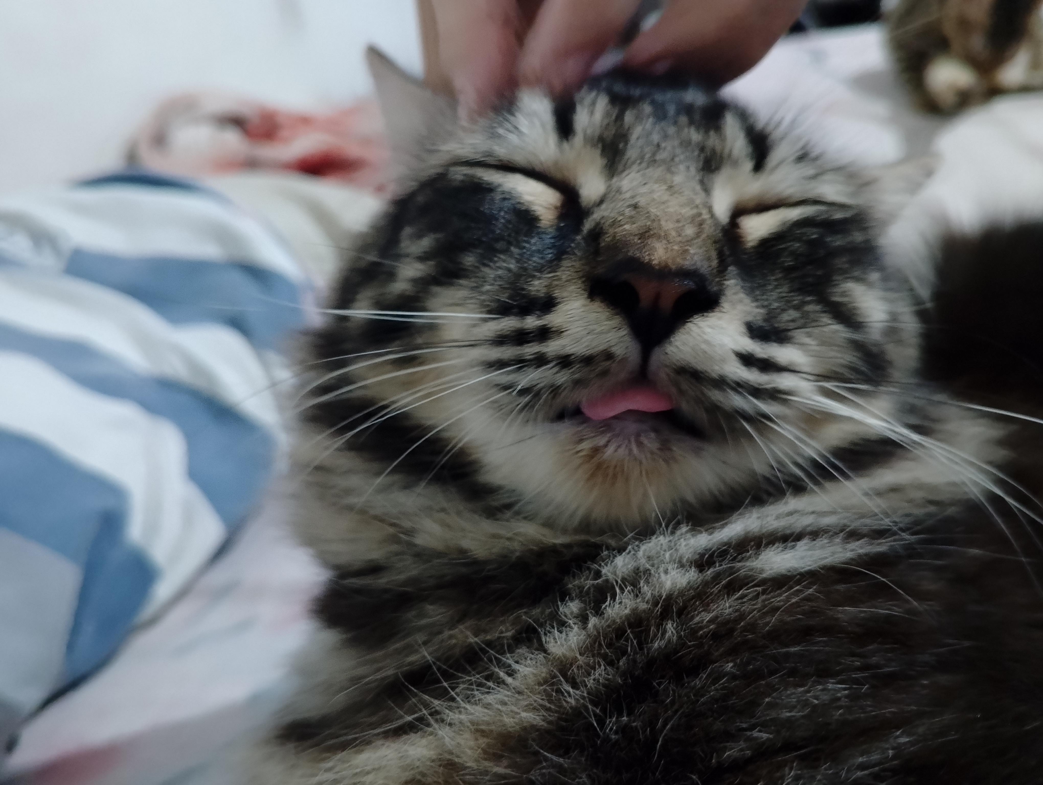 Why is his tongue out while i'm scratching his head | Scrolller