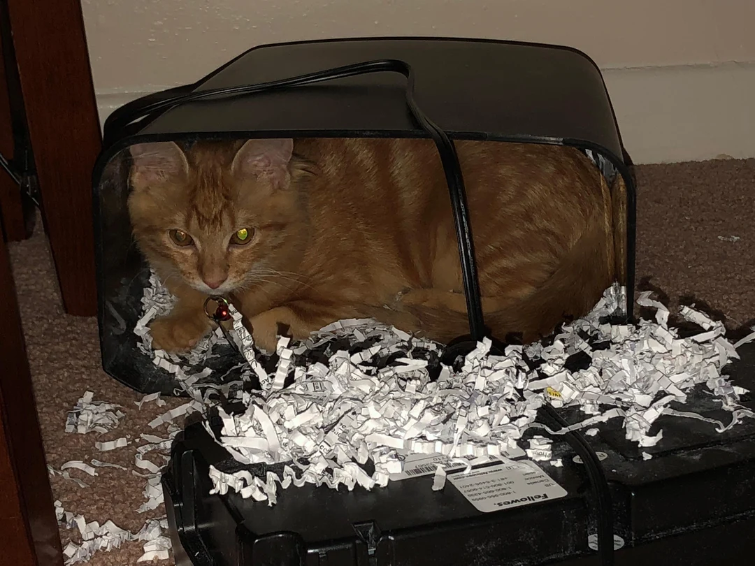 The shredder trap is working. | Scrolller