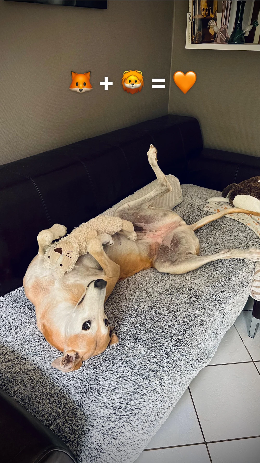 Phoebe love her Lion teddy [oc] | Scrolller