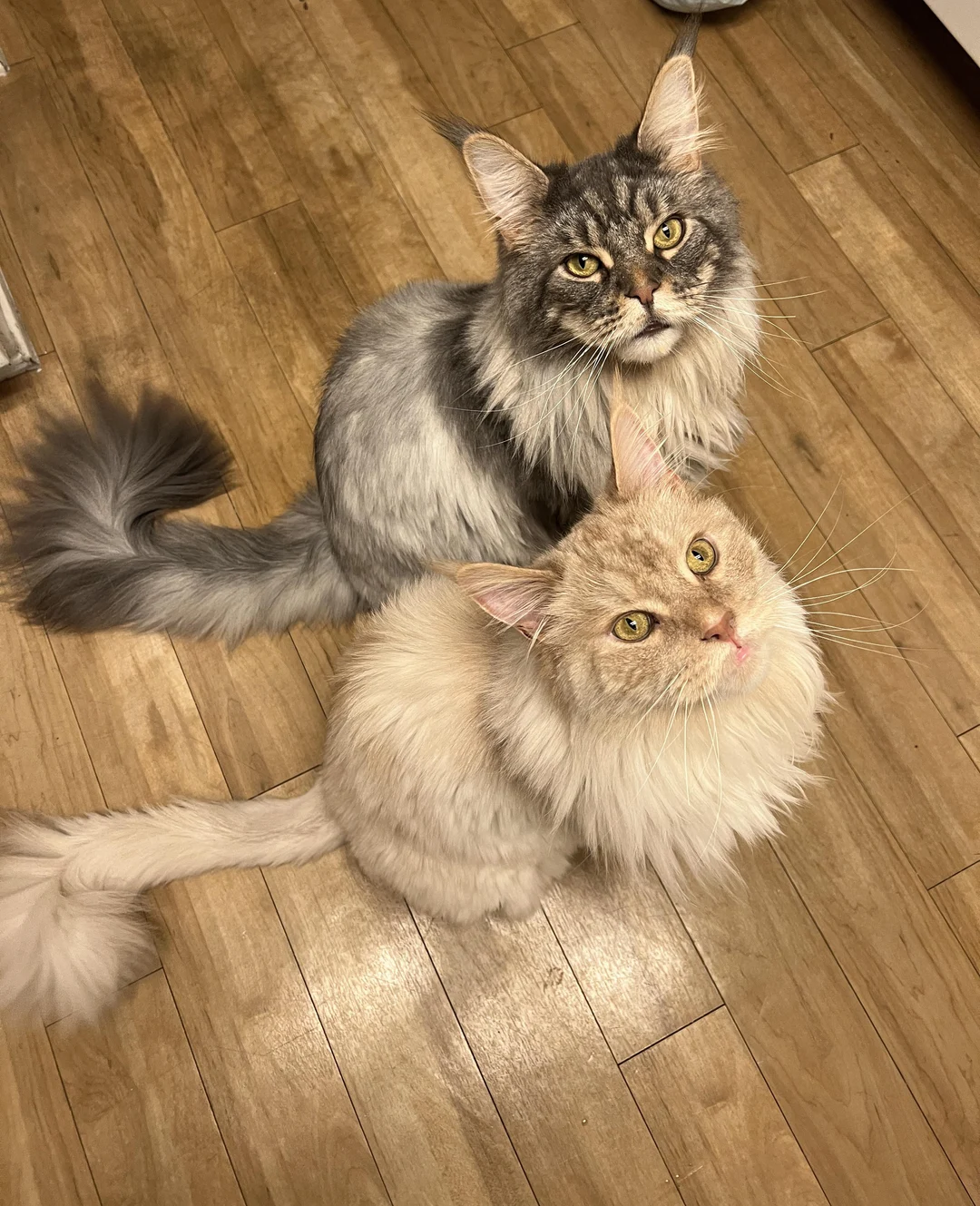Guess which one is the trouble maker (they’re both boys from the same litter) | Scrolller