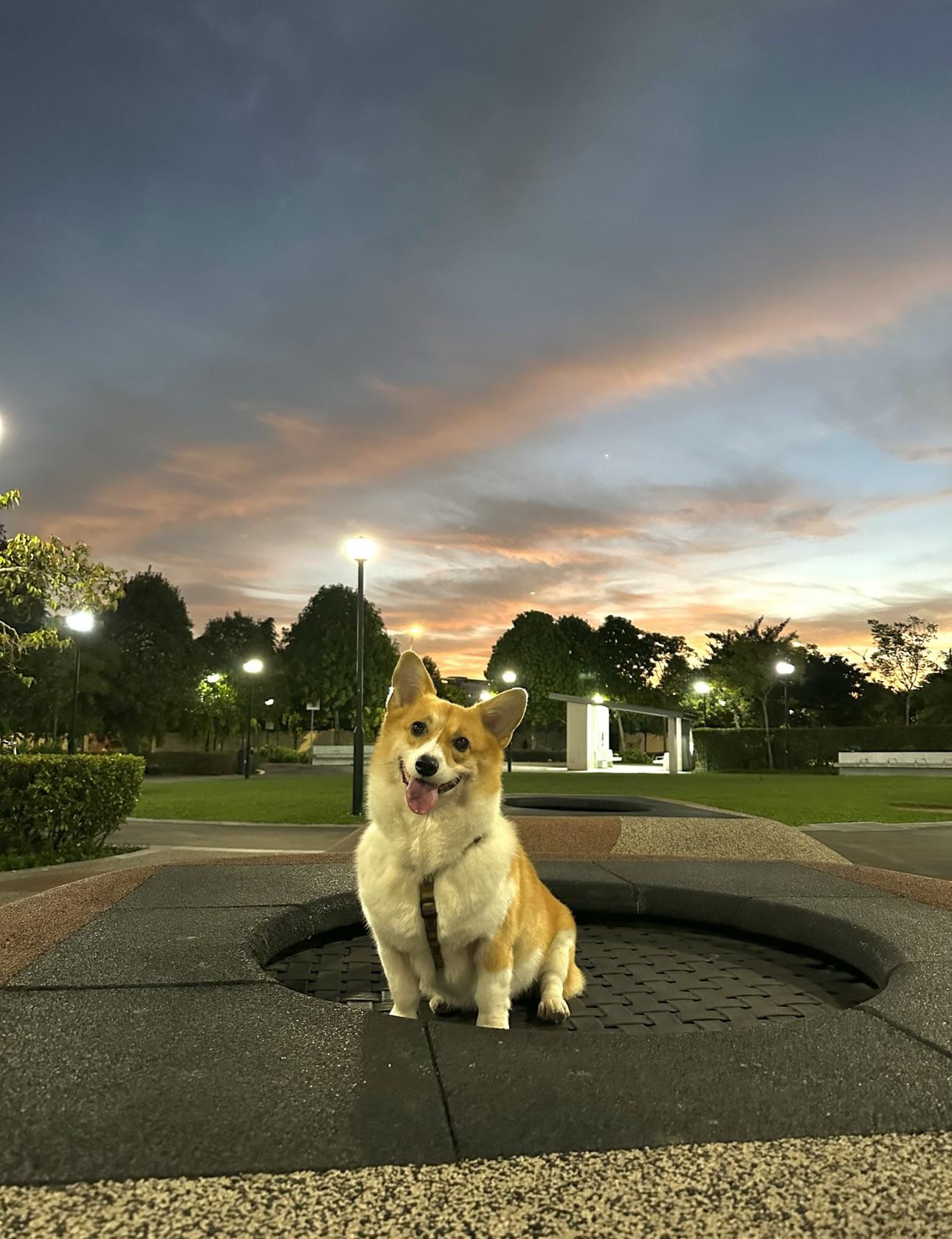 Sunset and my corgi | Scrolller