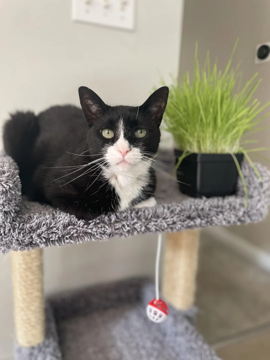 Just a Loaf and his Grass | Scrolller