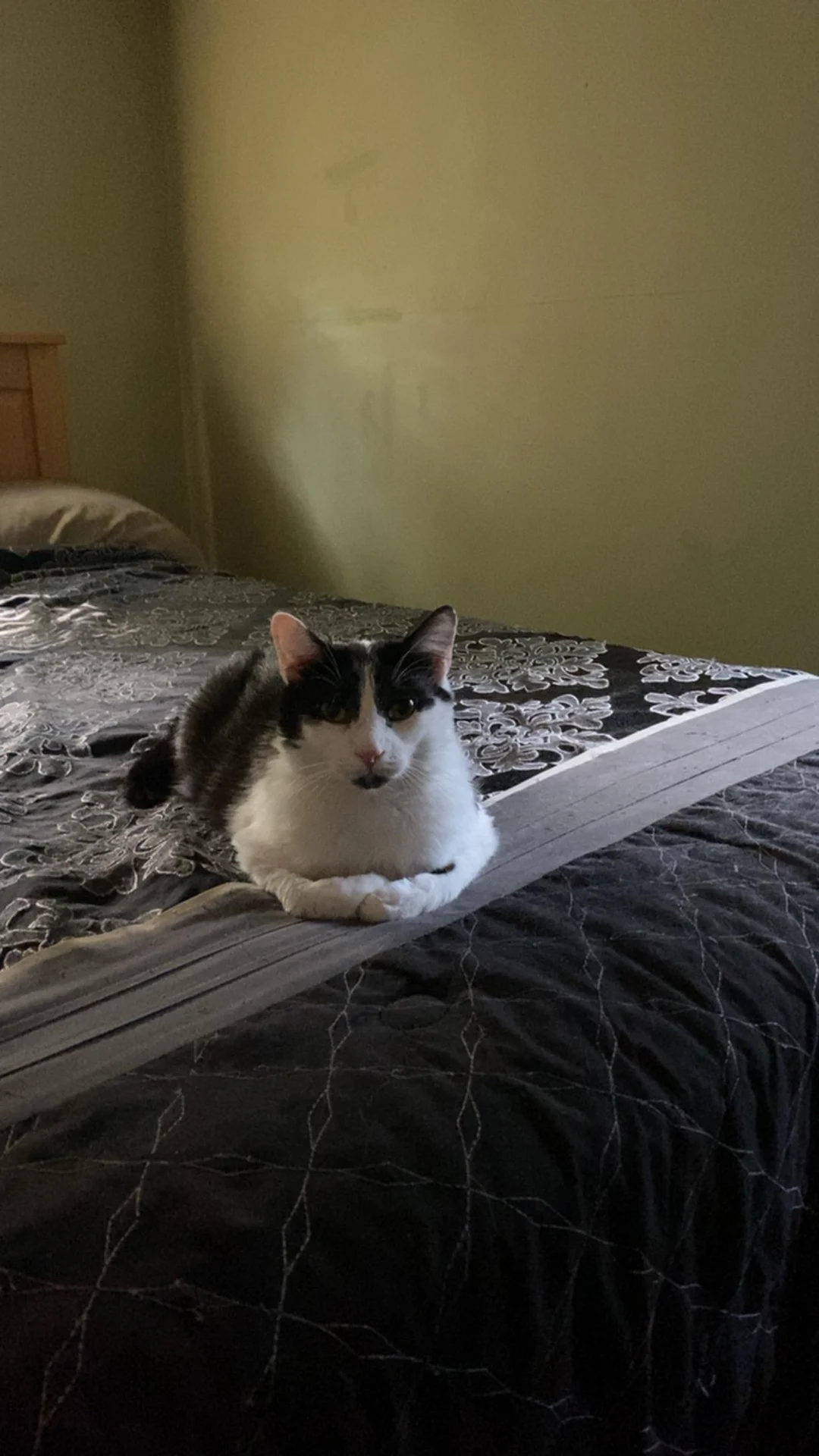 Distinguished loaf | Scrolller