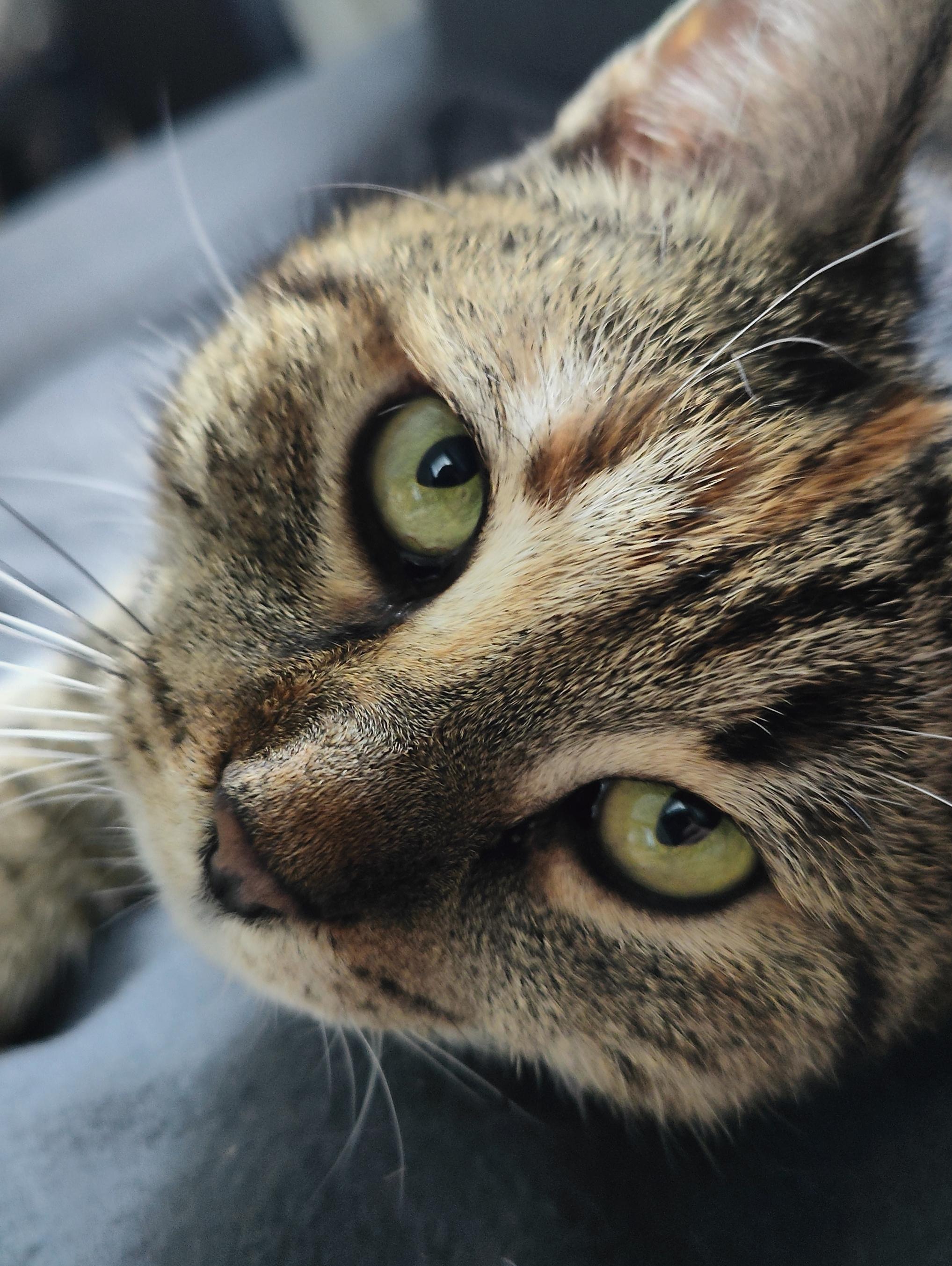 This is Luna | Scrolller