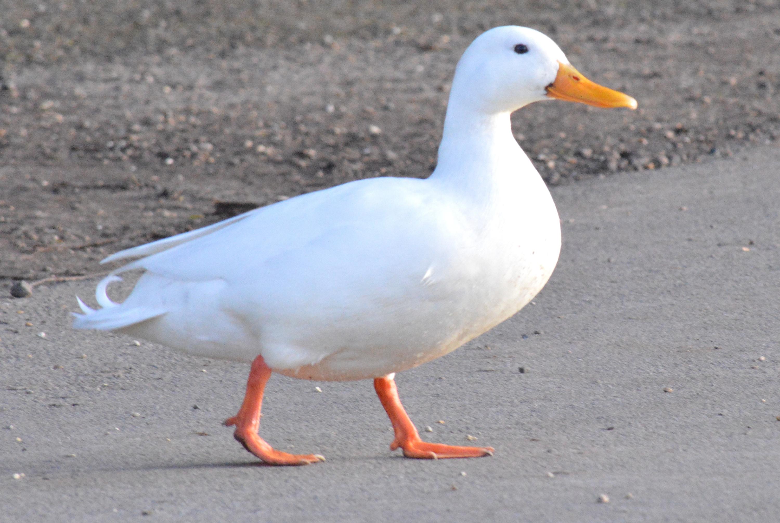 Good Morning from a happy Duck! | Scrolller