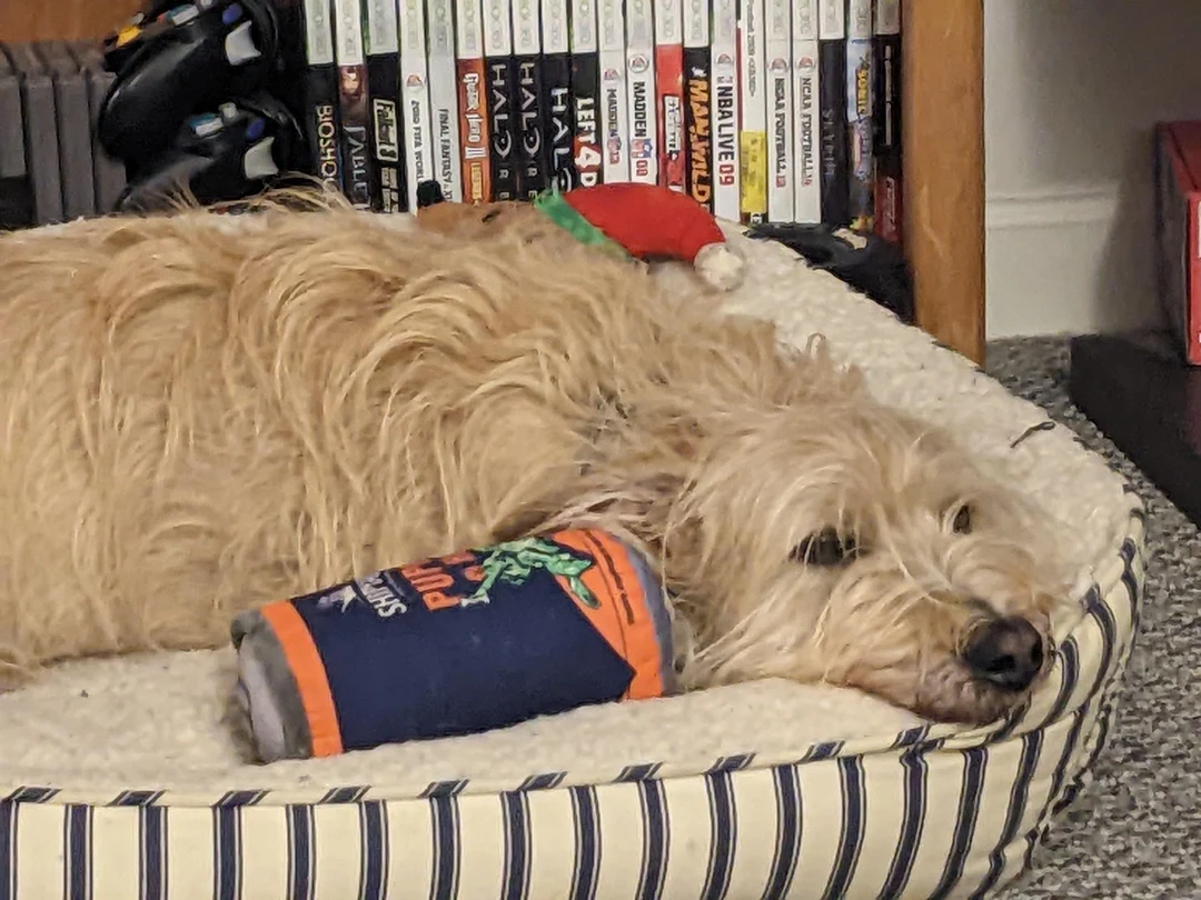 Look at this mutt! | Scrolller