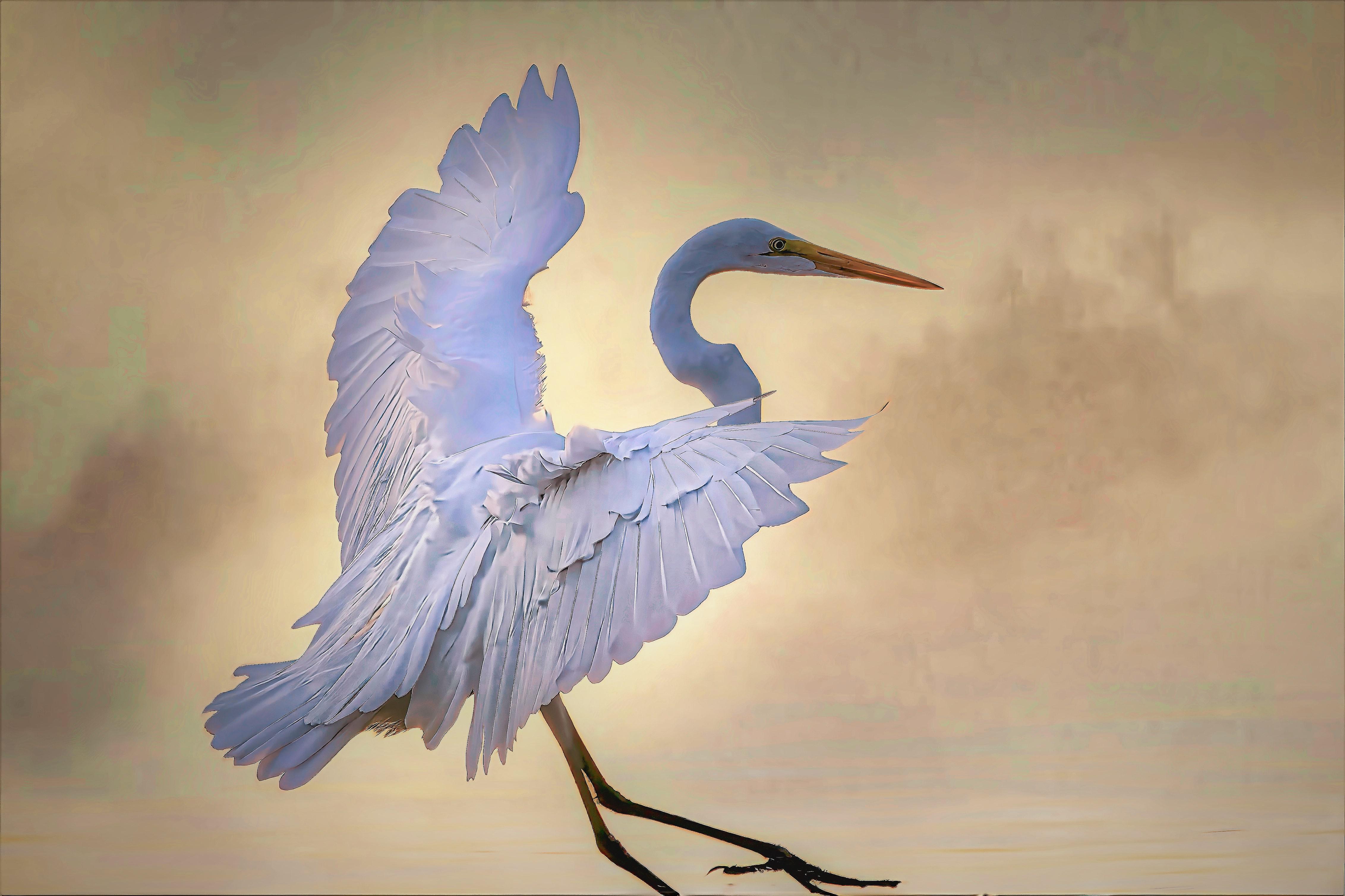Egret on lake at dusk | Scrolller
