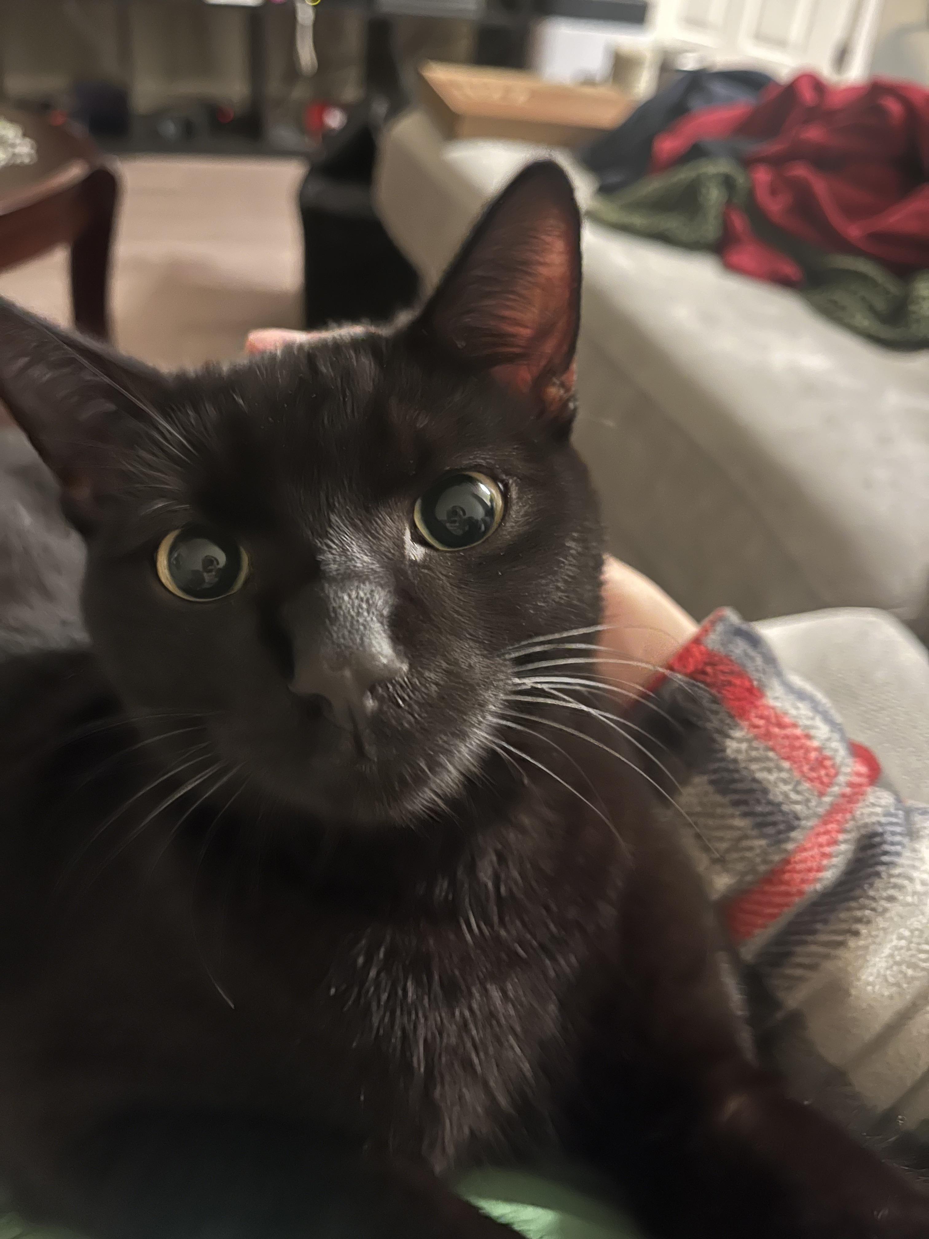 Void cat and void eyes | Scrolller