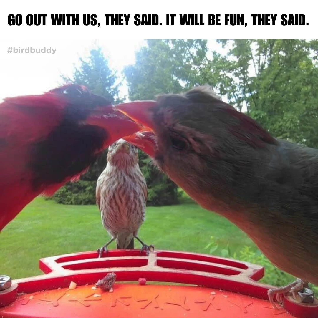 Third wheel confessions | Scrolller