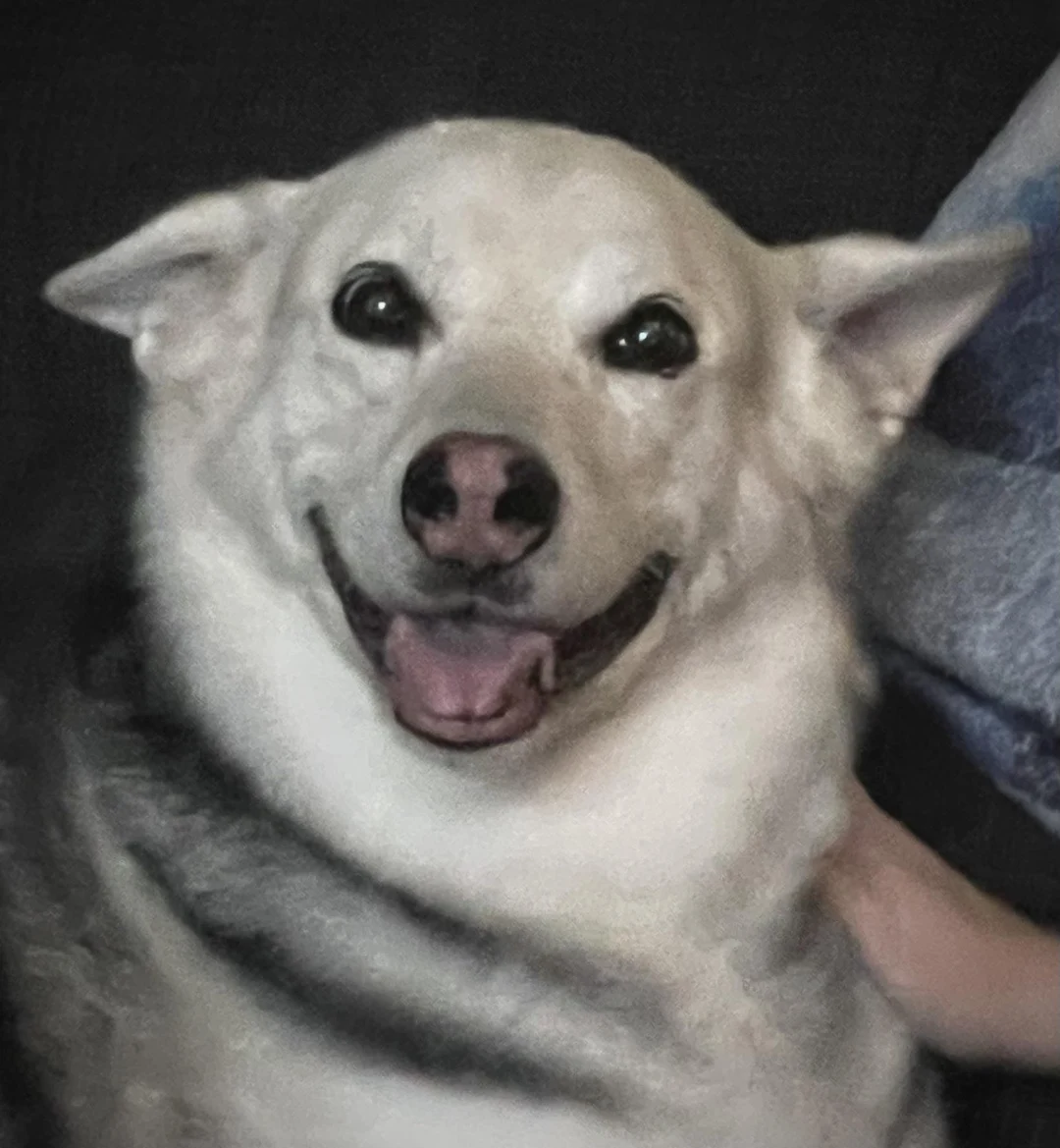 Dog or derp? | Scrolller