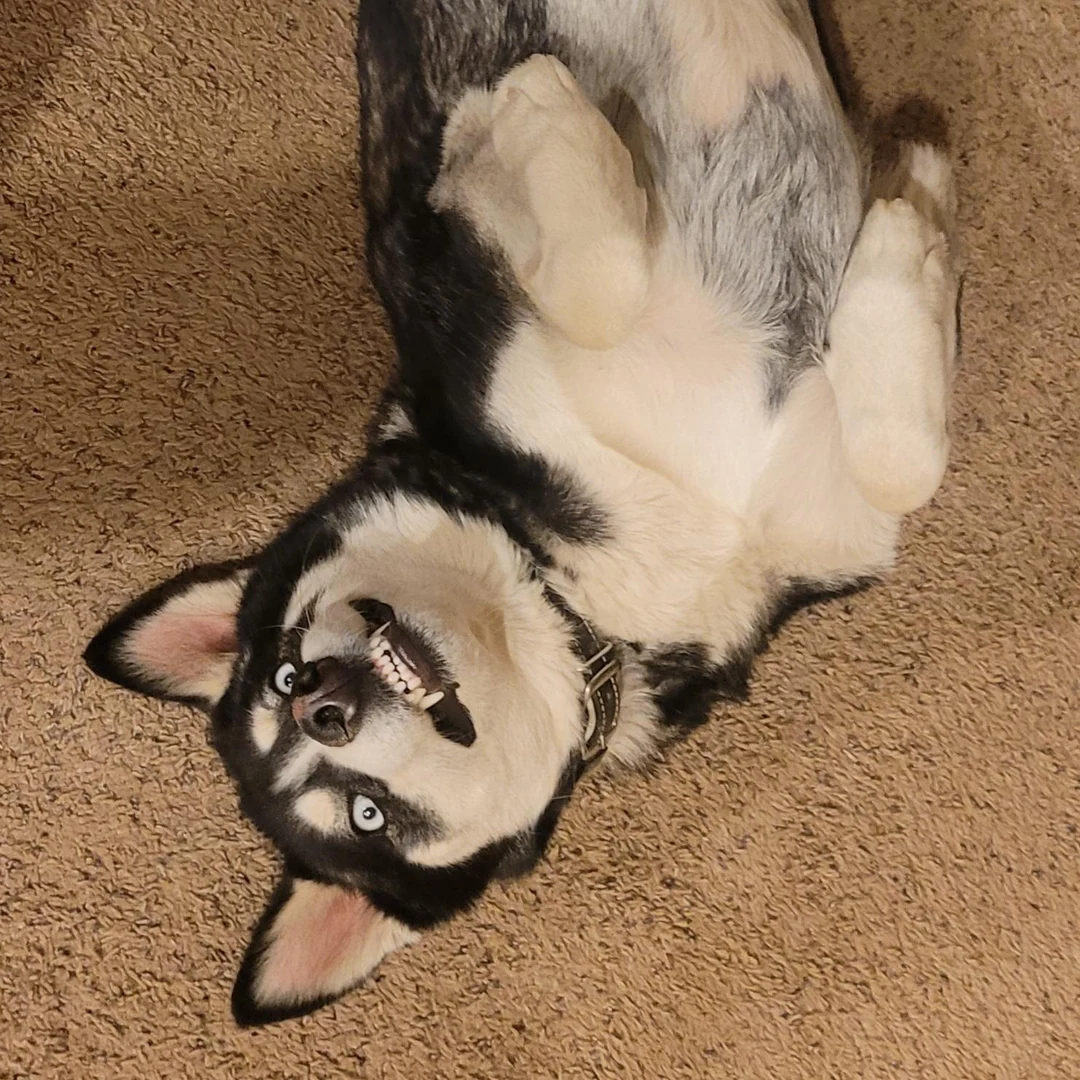 Sunny sibe up Storm | Scrolller