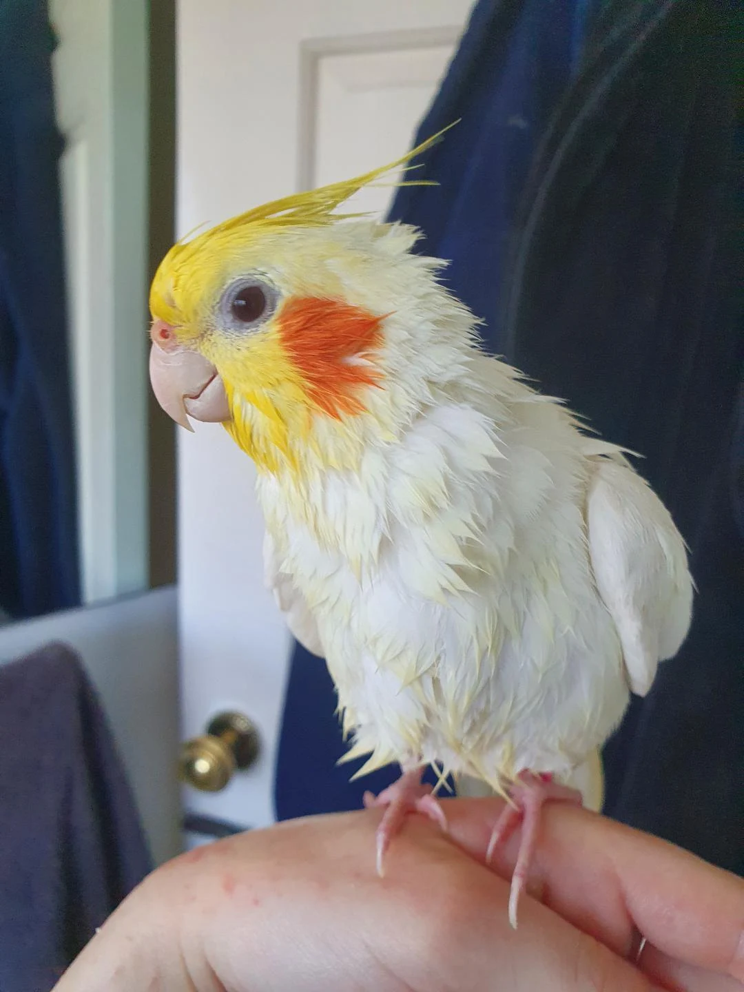 Happy wet chicken from my not so fluffy dinosaur | Scrolller