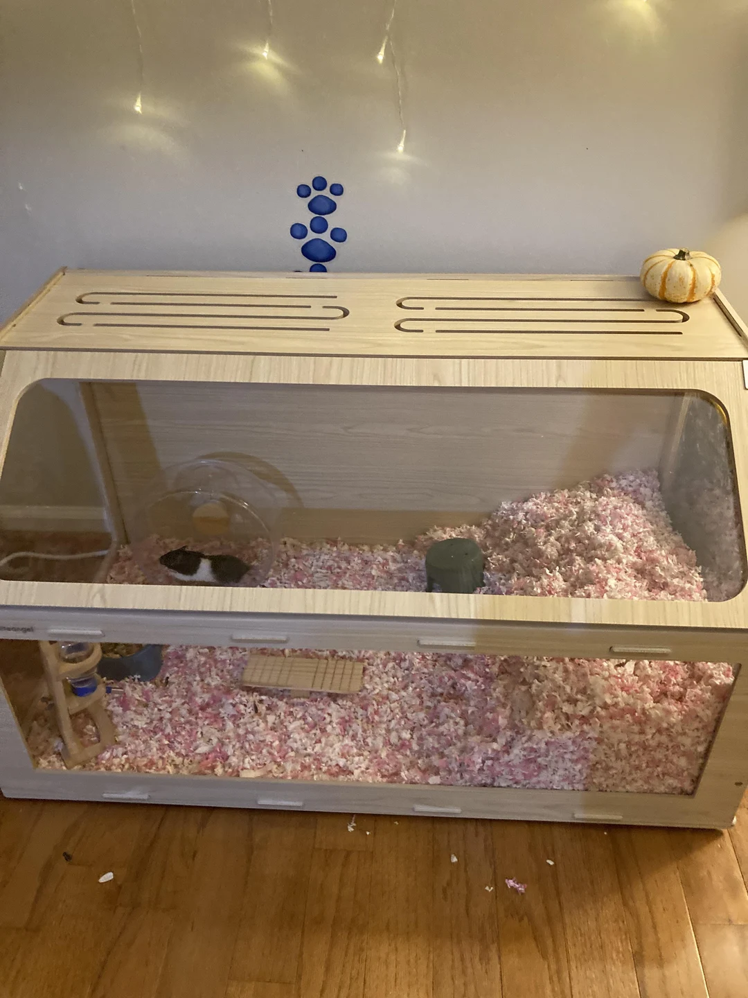 Other hamster update | Scrolller