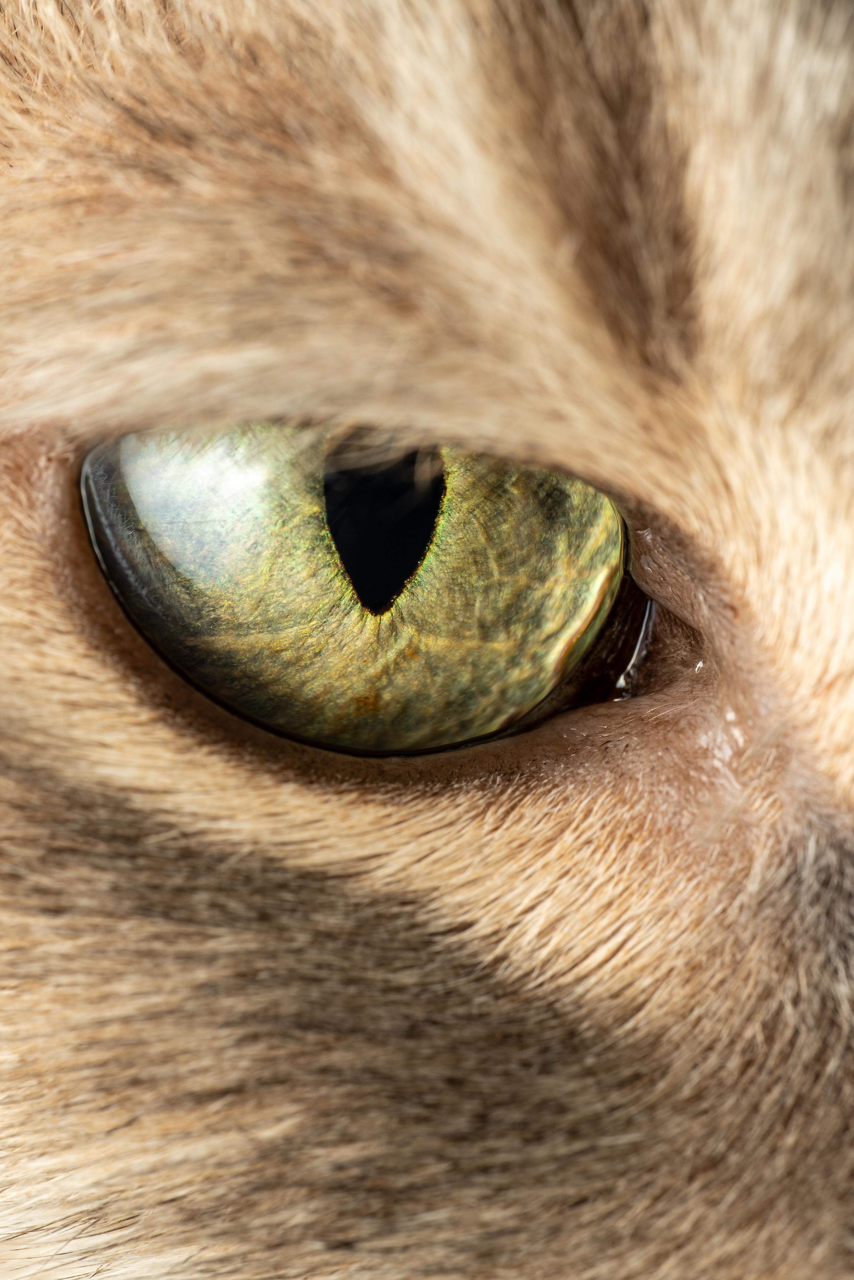 Scintillating Iris - 2905x4354 [OC] | Scrolller