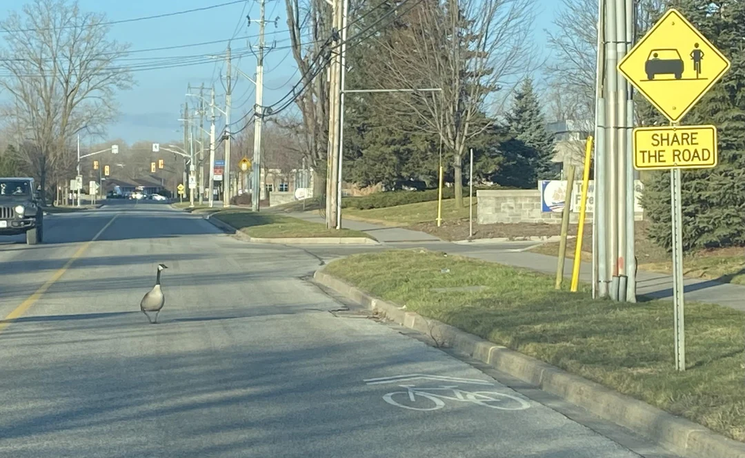 Share the road | Scrolller