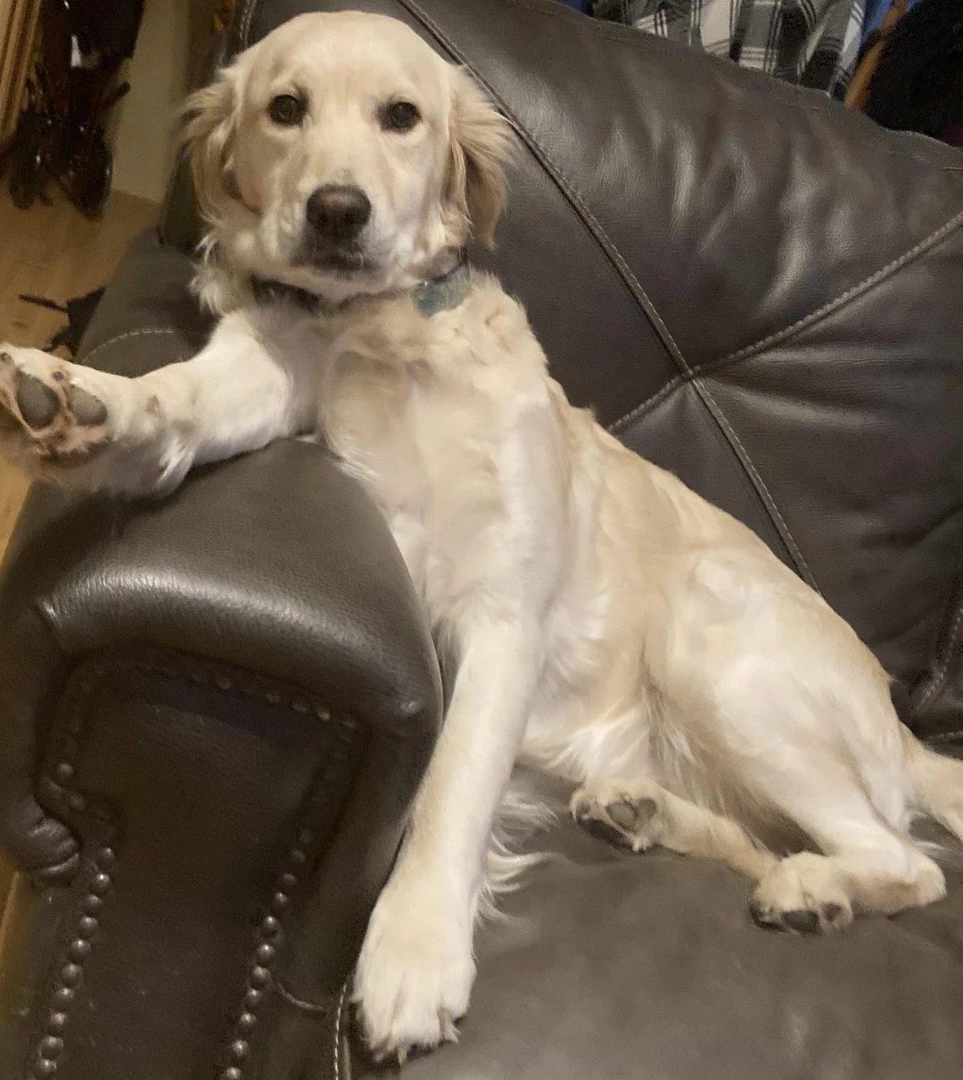 My derpy golden resting in a unique way | Scrolller