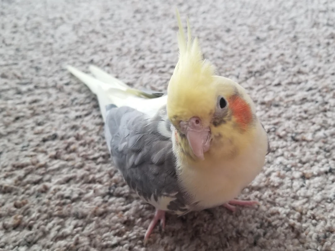 The goose is loose | Scrolller