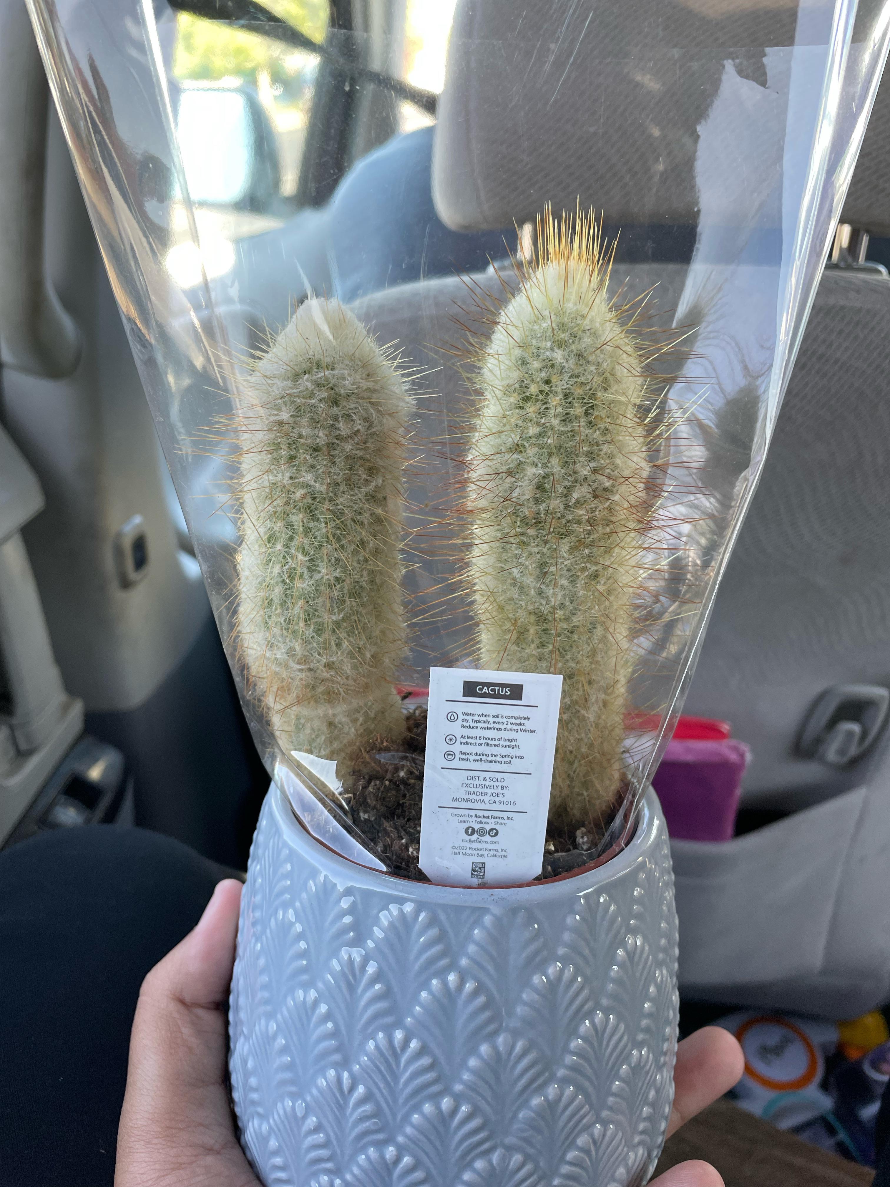 These cacti I just bought | Scrolller