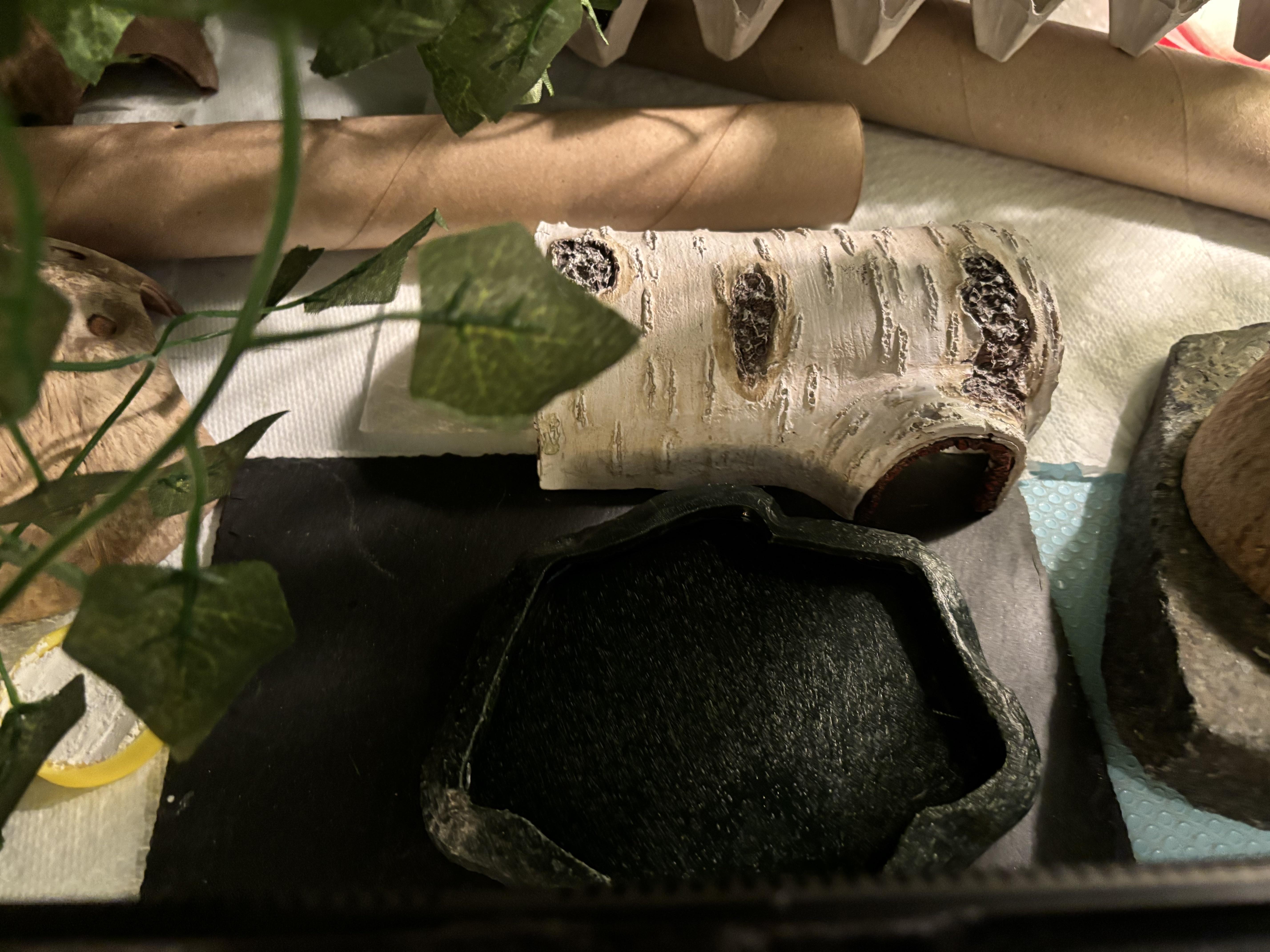 My lil mans enclosure | Scrolller