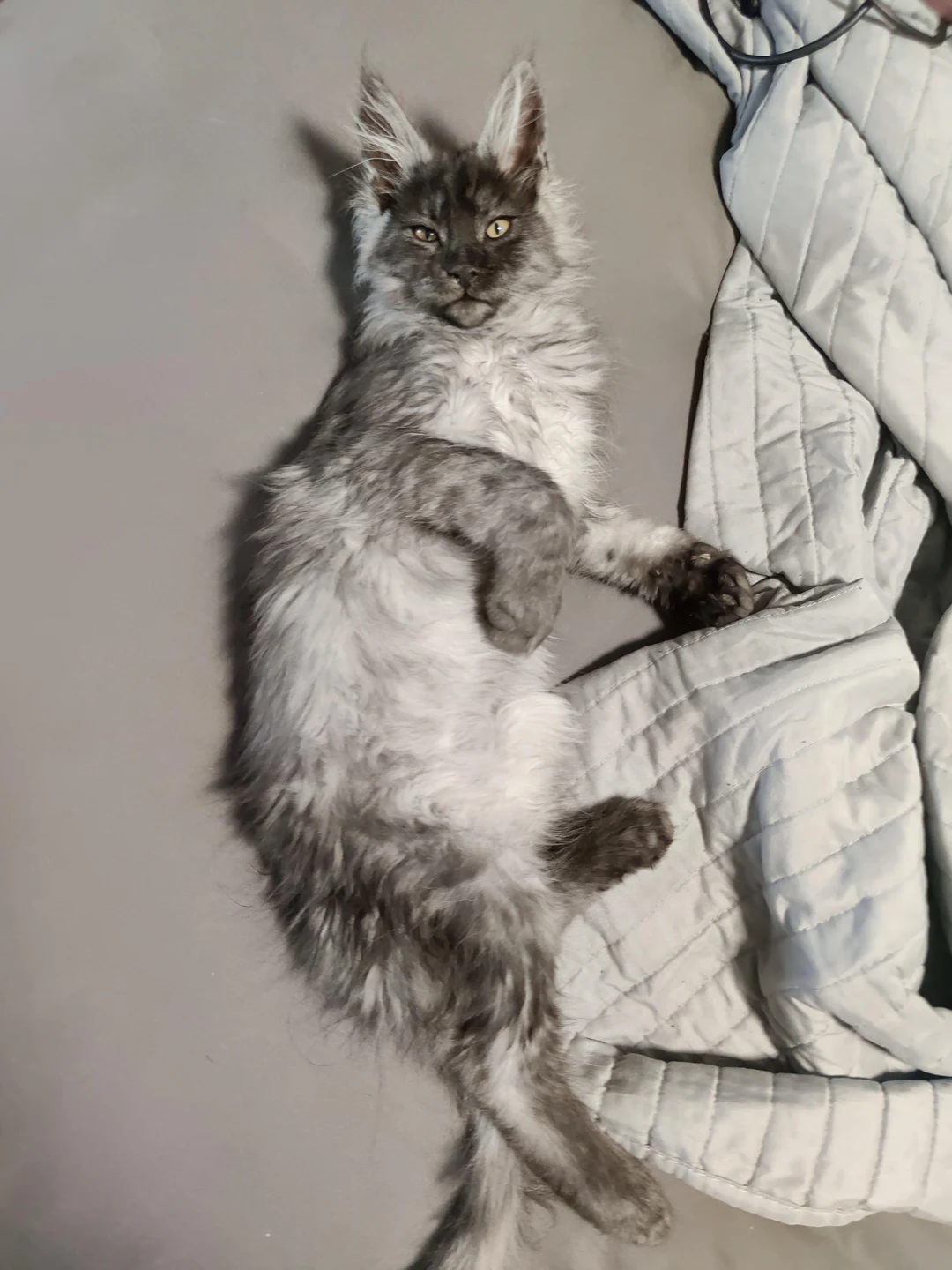 Henry. Our new family member! | Scrolller