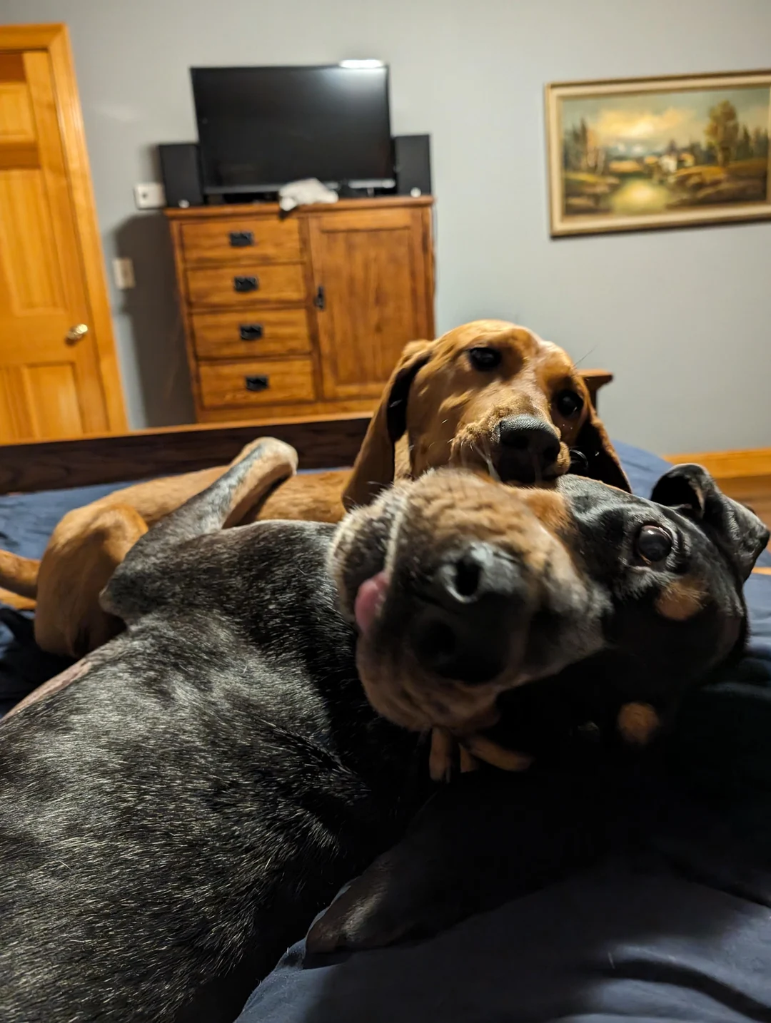 My derp and my foster derp | Scrolller