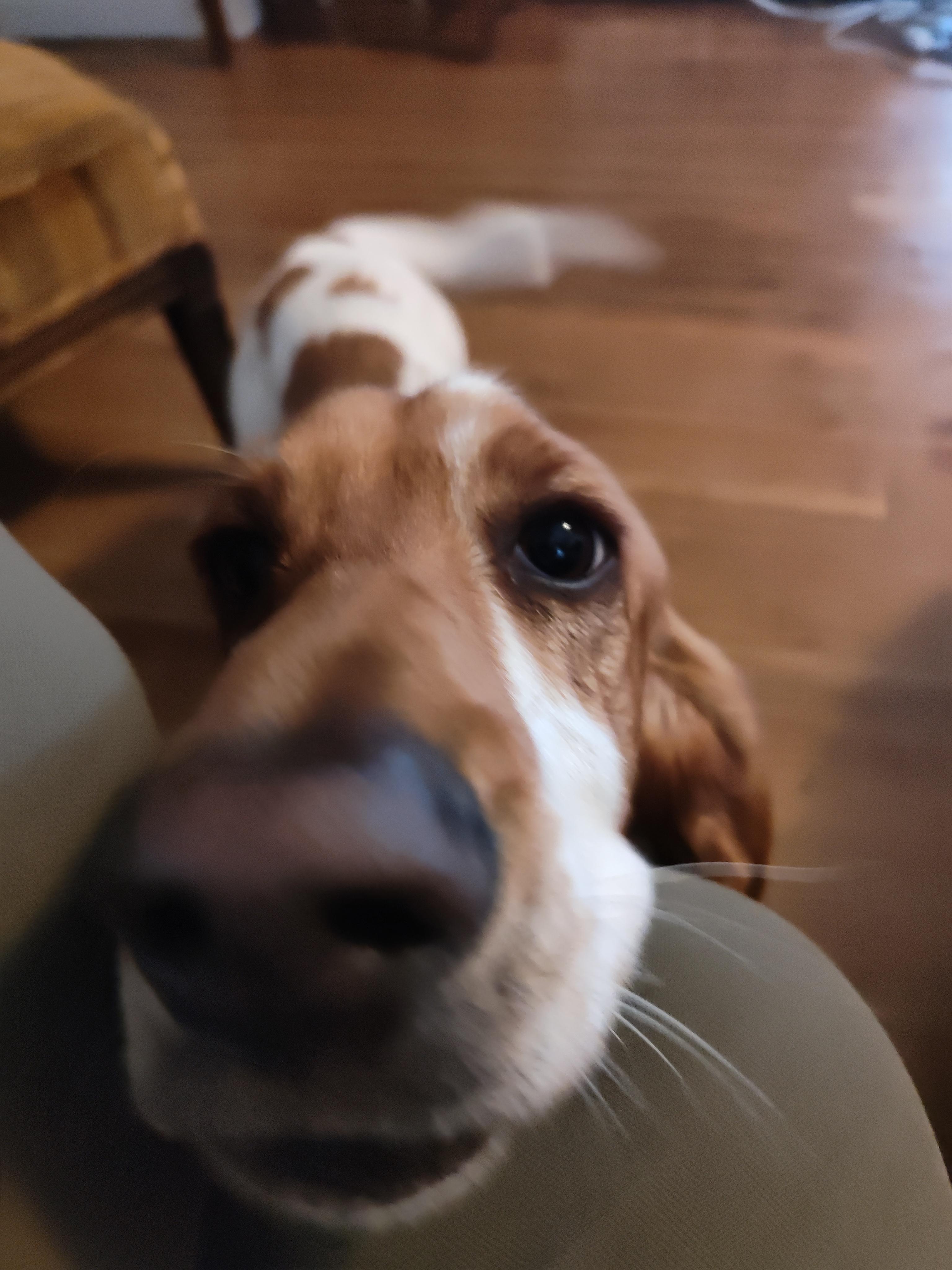 Nose Perspective | Scrolller