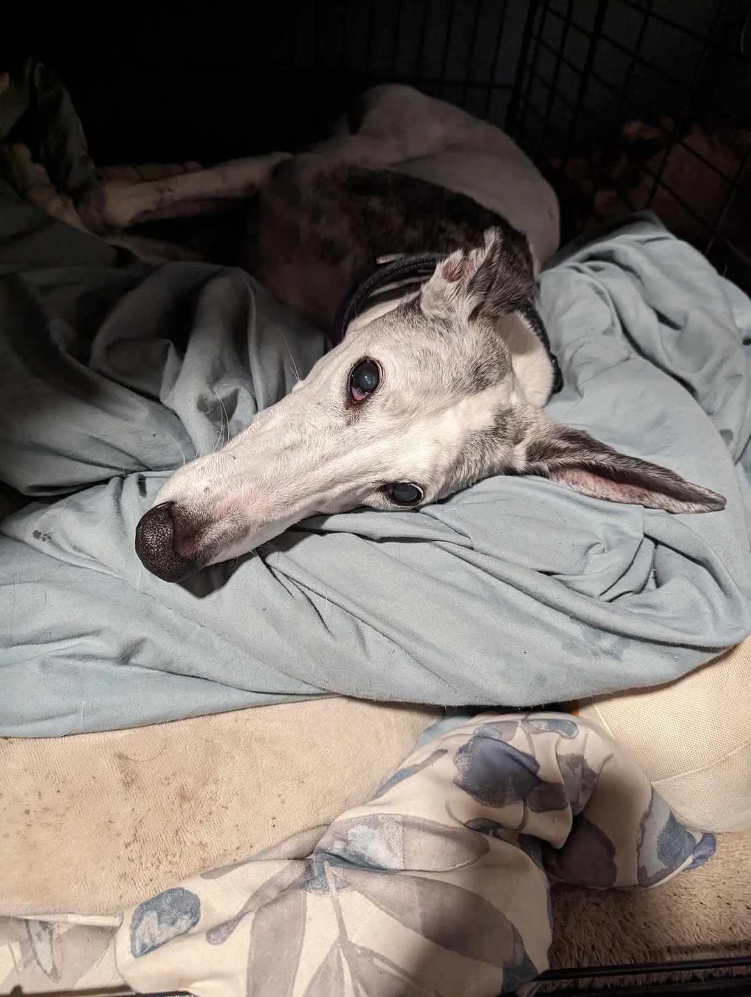 Dumby on bed rest | Scrolller