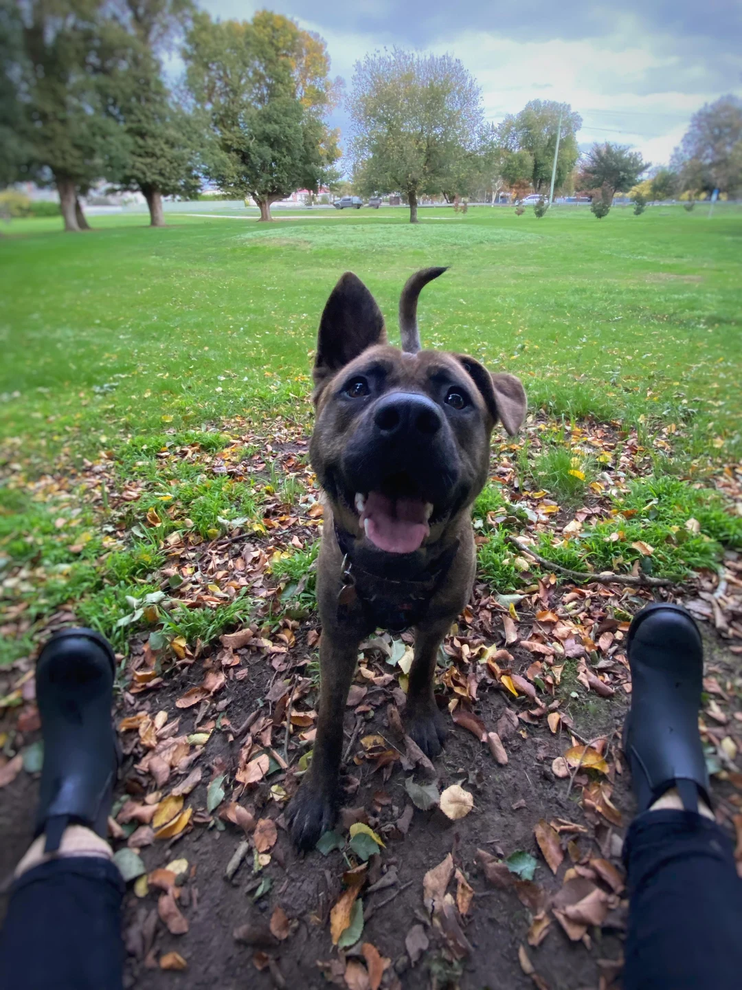 My favourite derp | Scrolller