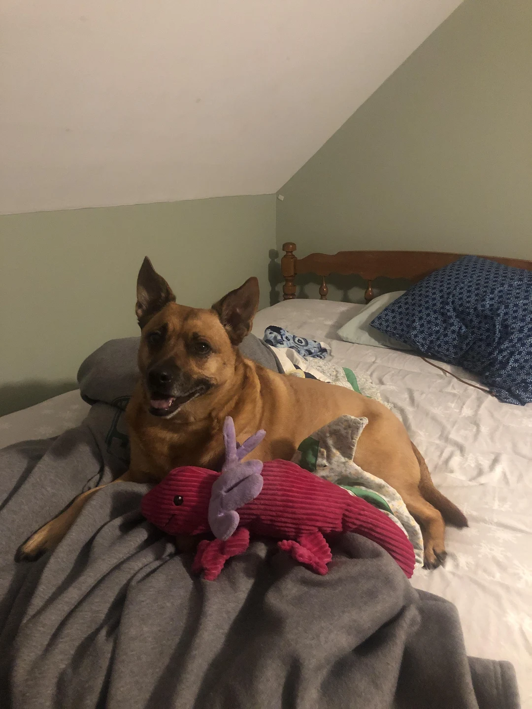 Gus And His New Toy Lottie 💕 Scrolller