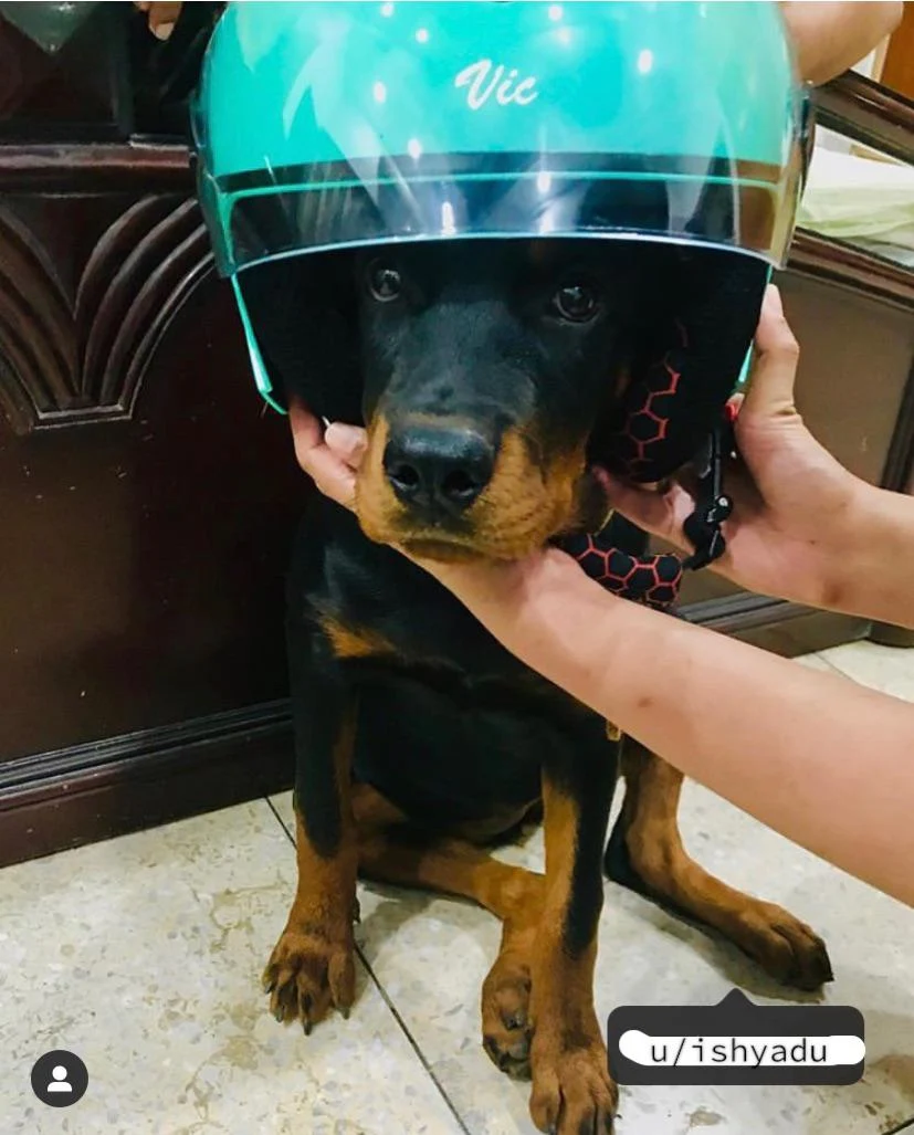 Safety first 🪖 | Scrolller