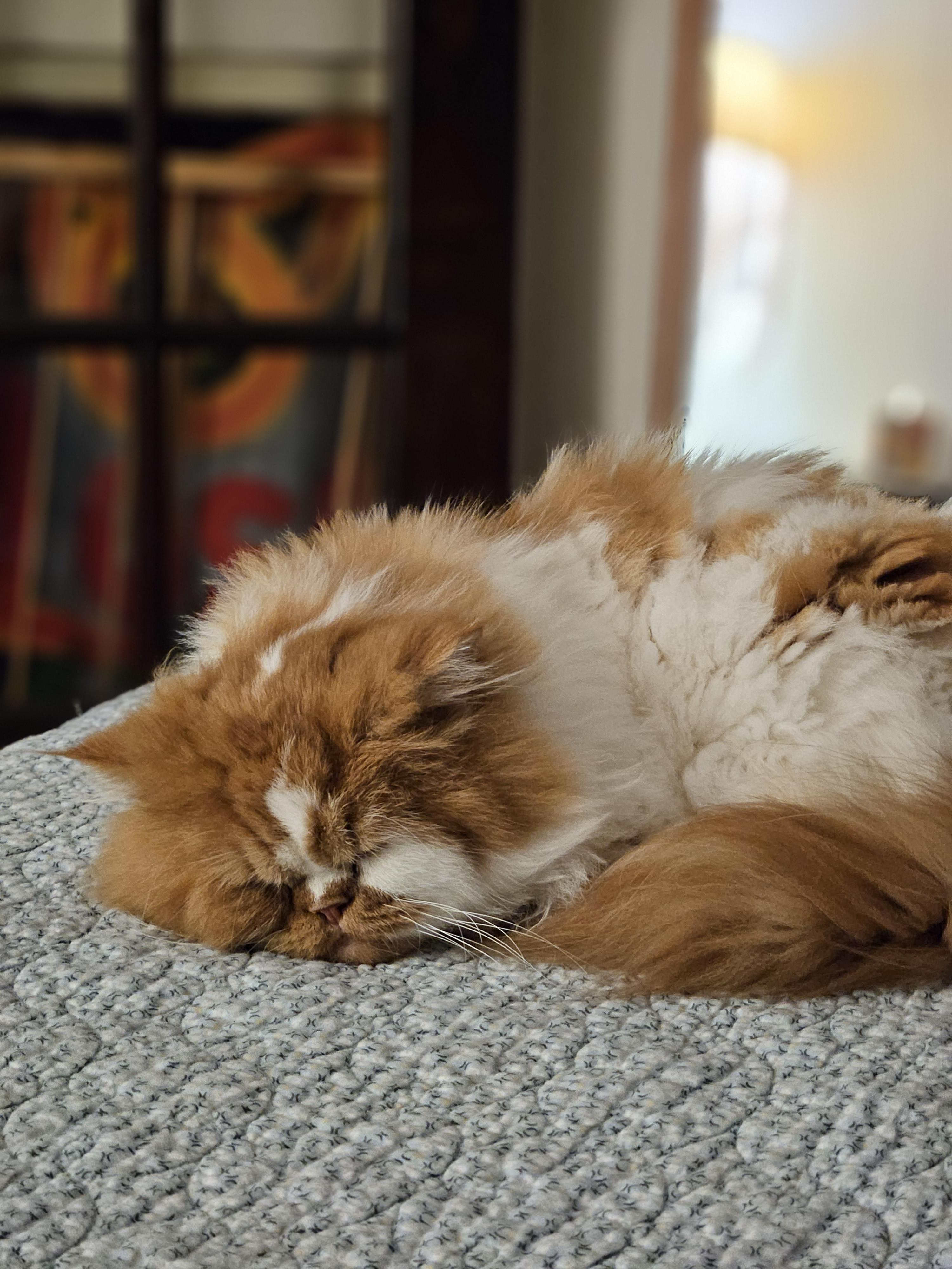 Sleeping Floofy | Scrolller