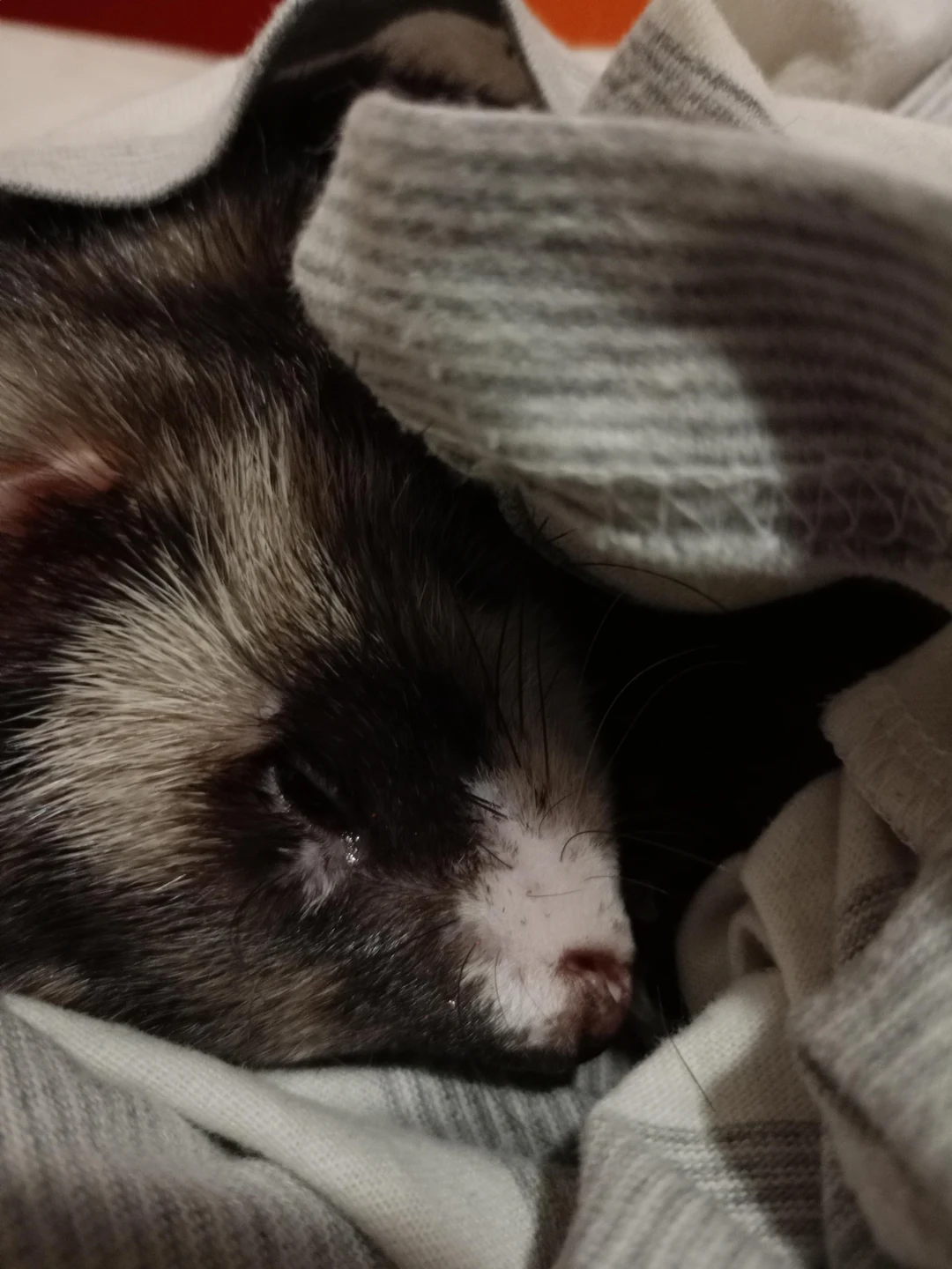 Post castration care | Scrolller