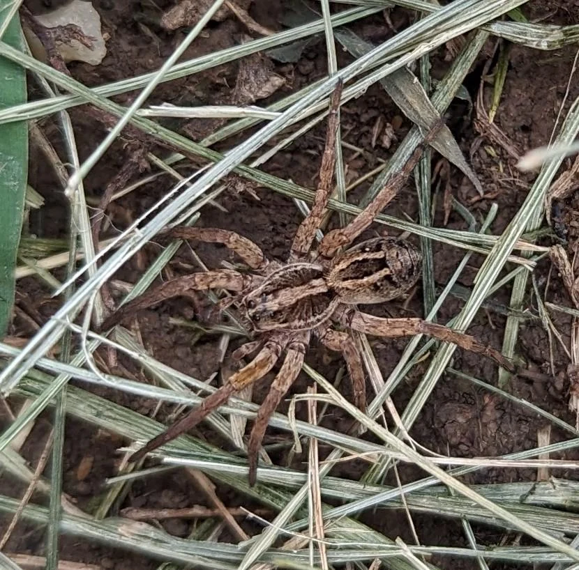 There's a ton of these in my yard... | Scrolller