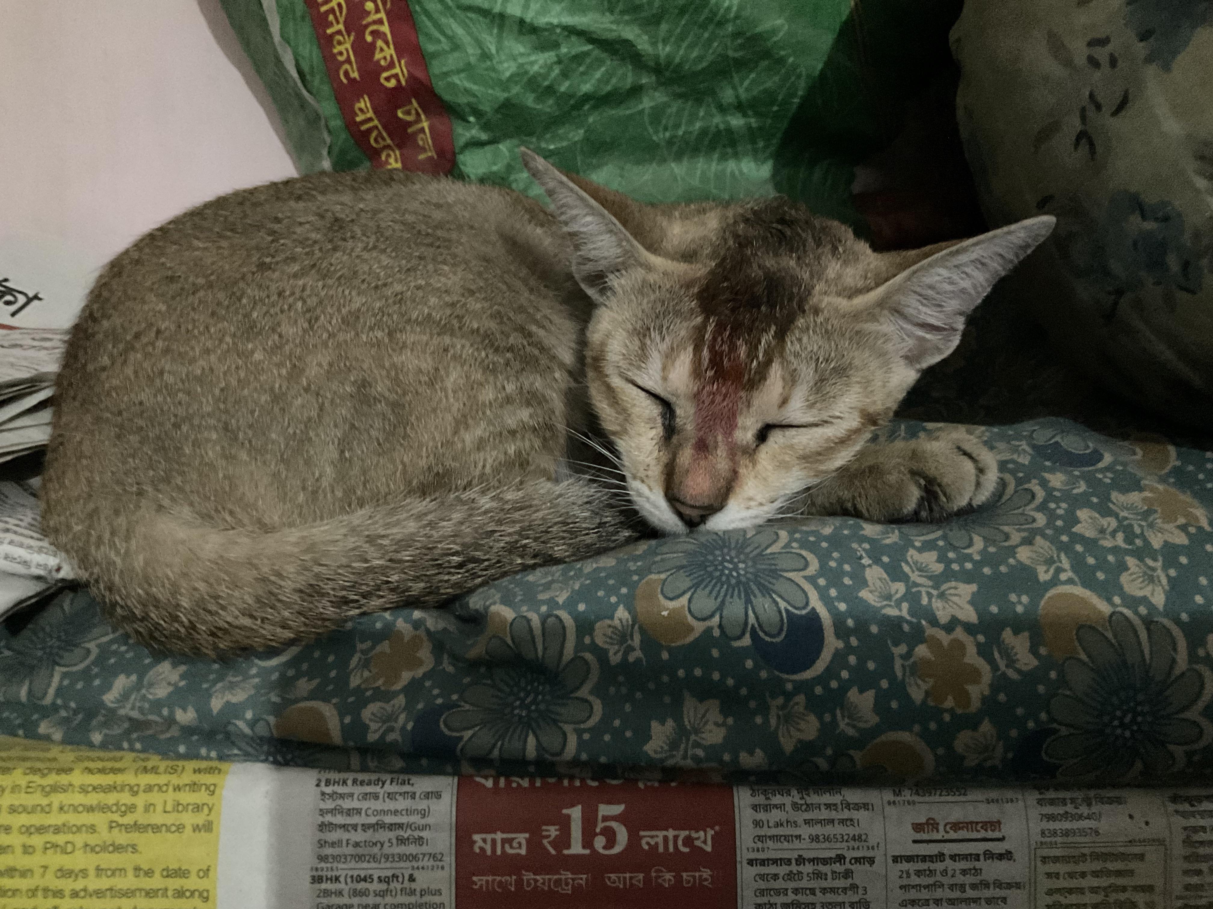 [OC] The cat is just chilling | Scrolller