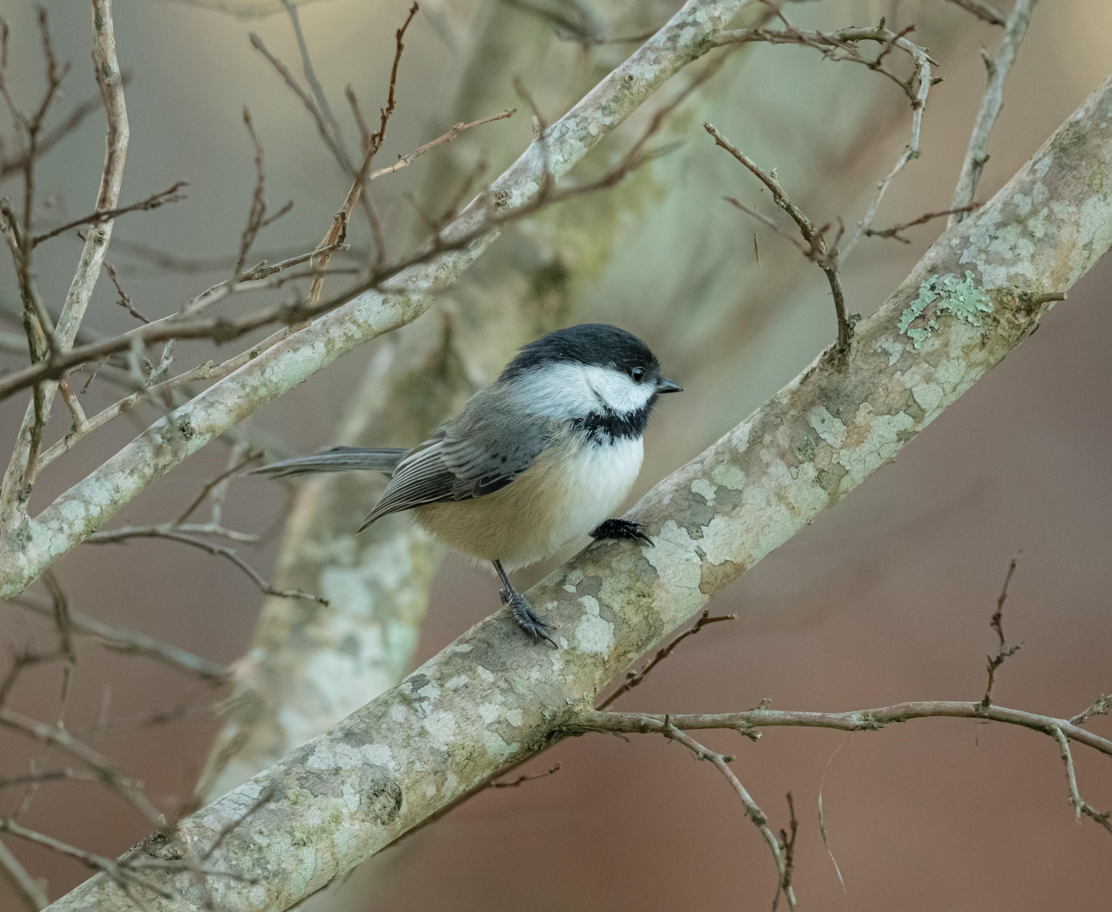 Capture of the day : Black-capped chickadee. Hamptons, NY | Scrolller