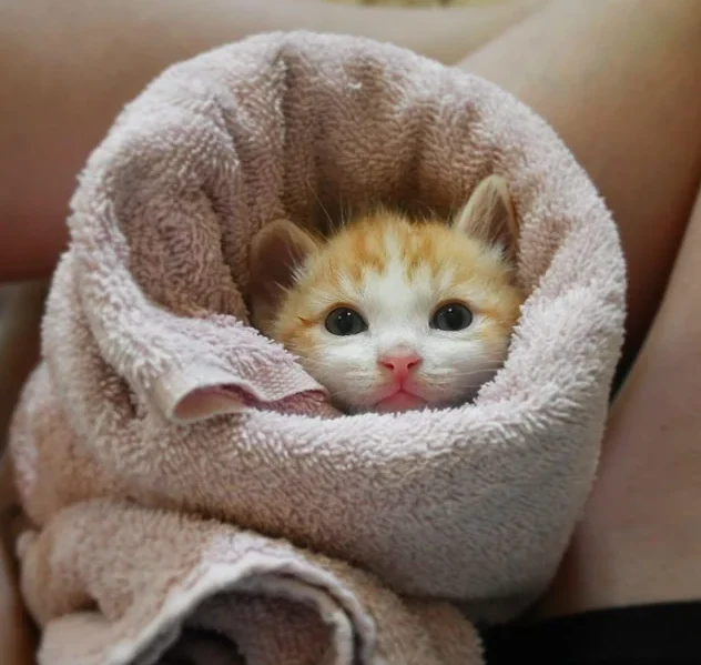A cuddly purrito | Scrolller