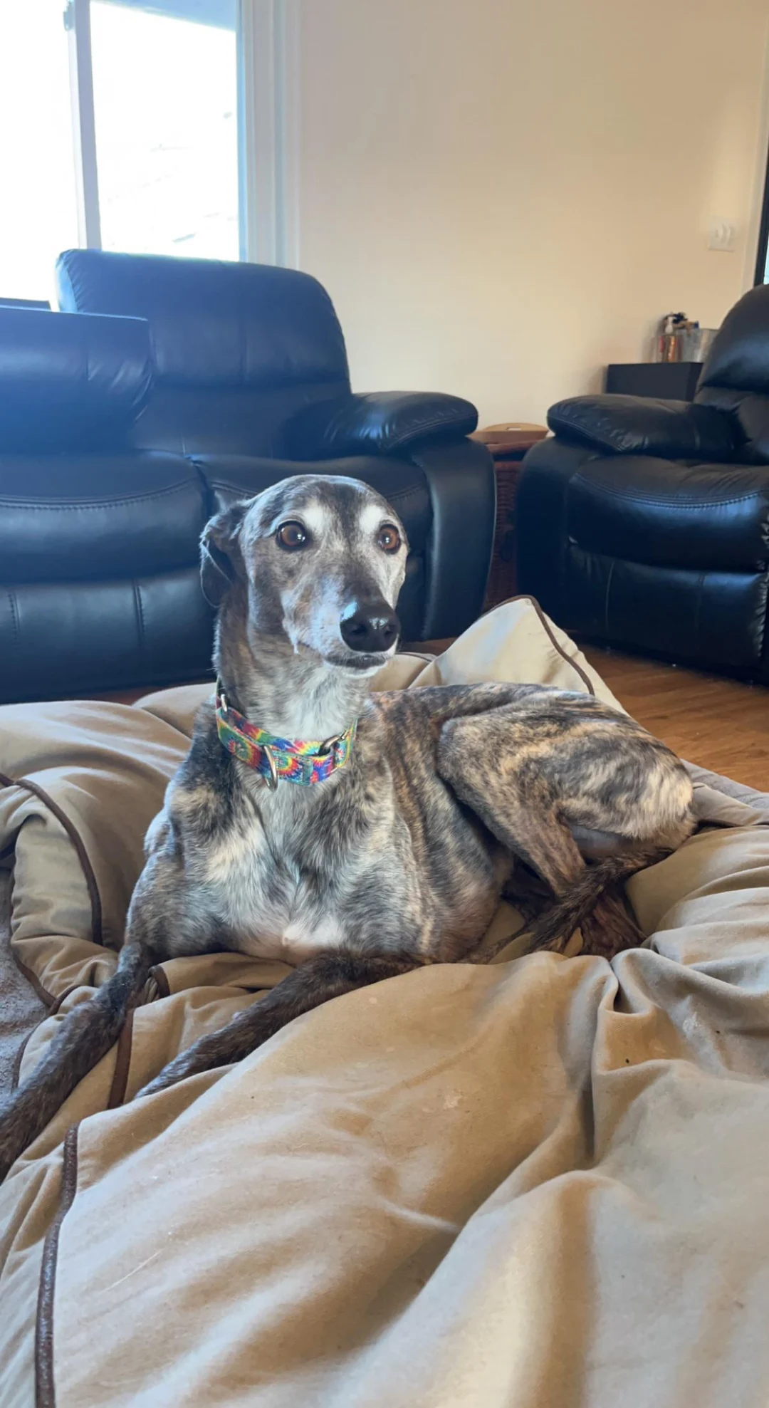 Hello, my name is Rainbow | Scrolller