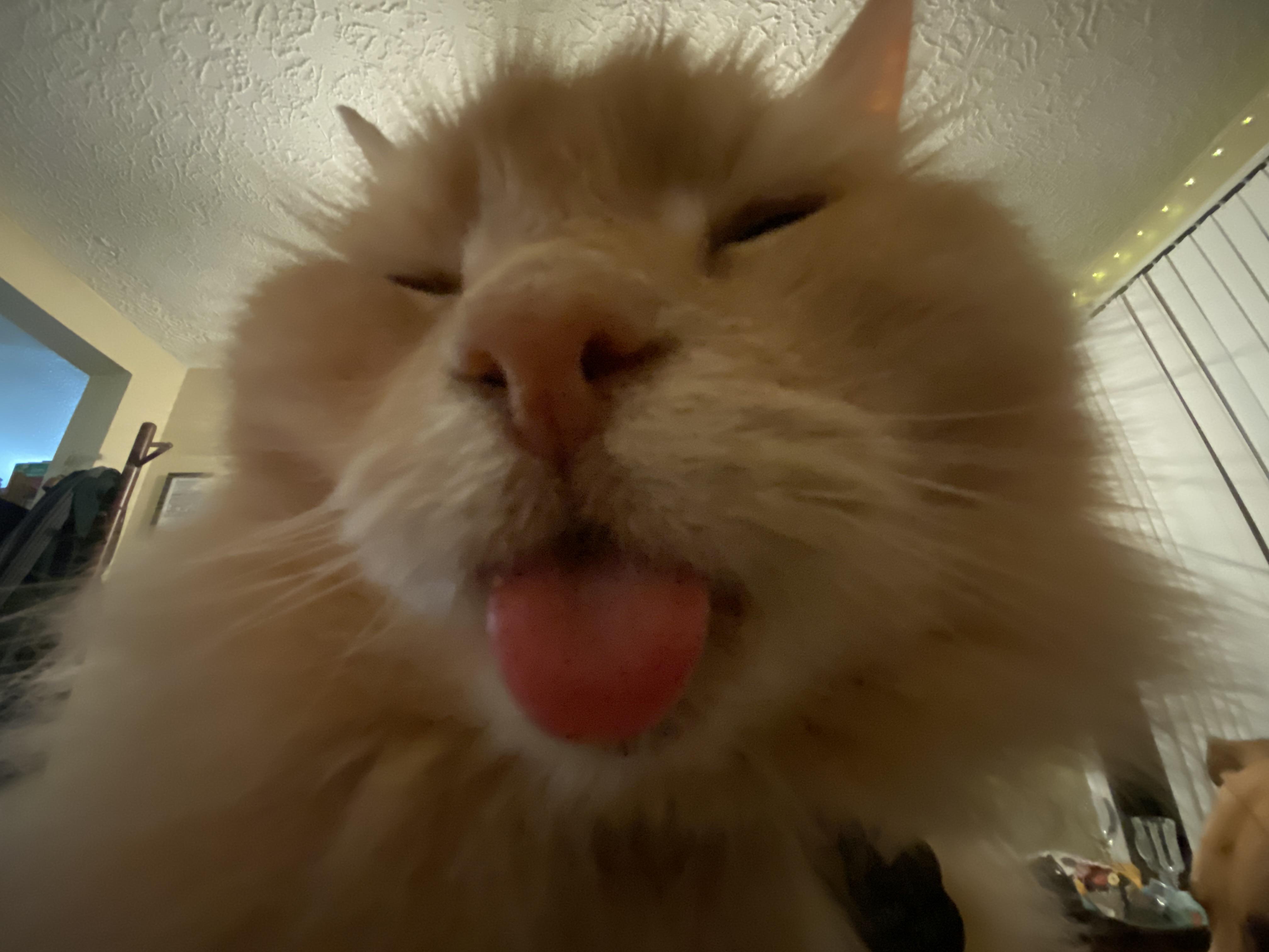 Close up blep | Scrolller