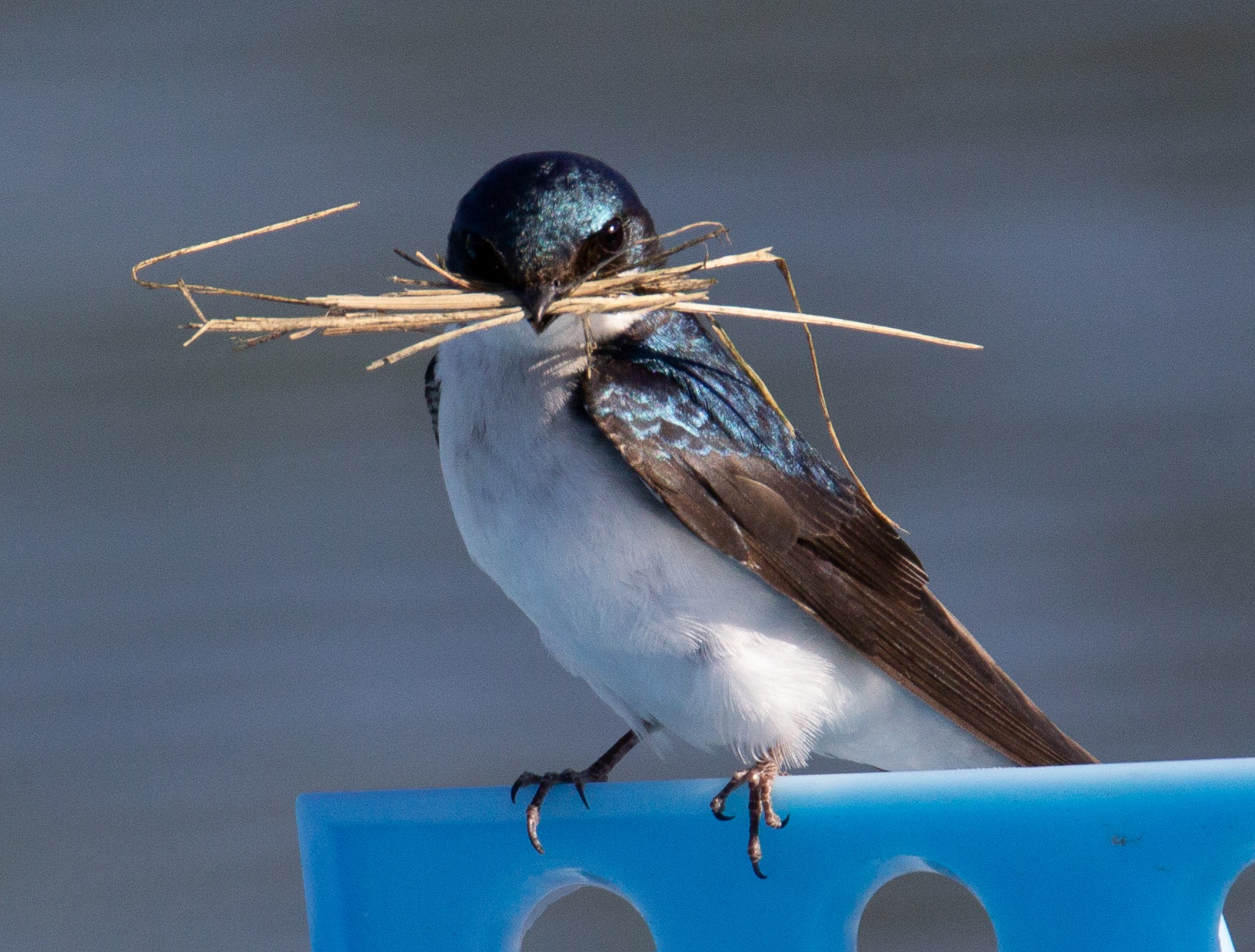 Adorable Tree Swallow | Scrolller