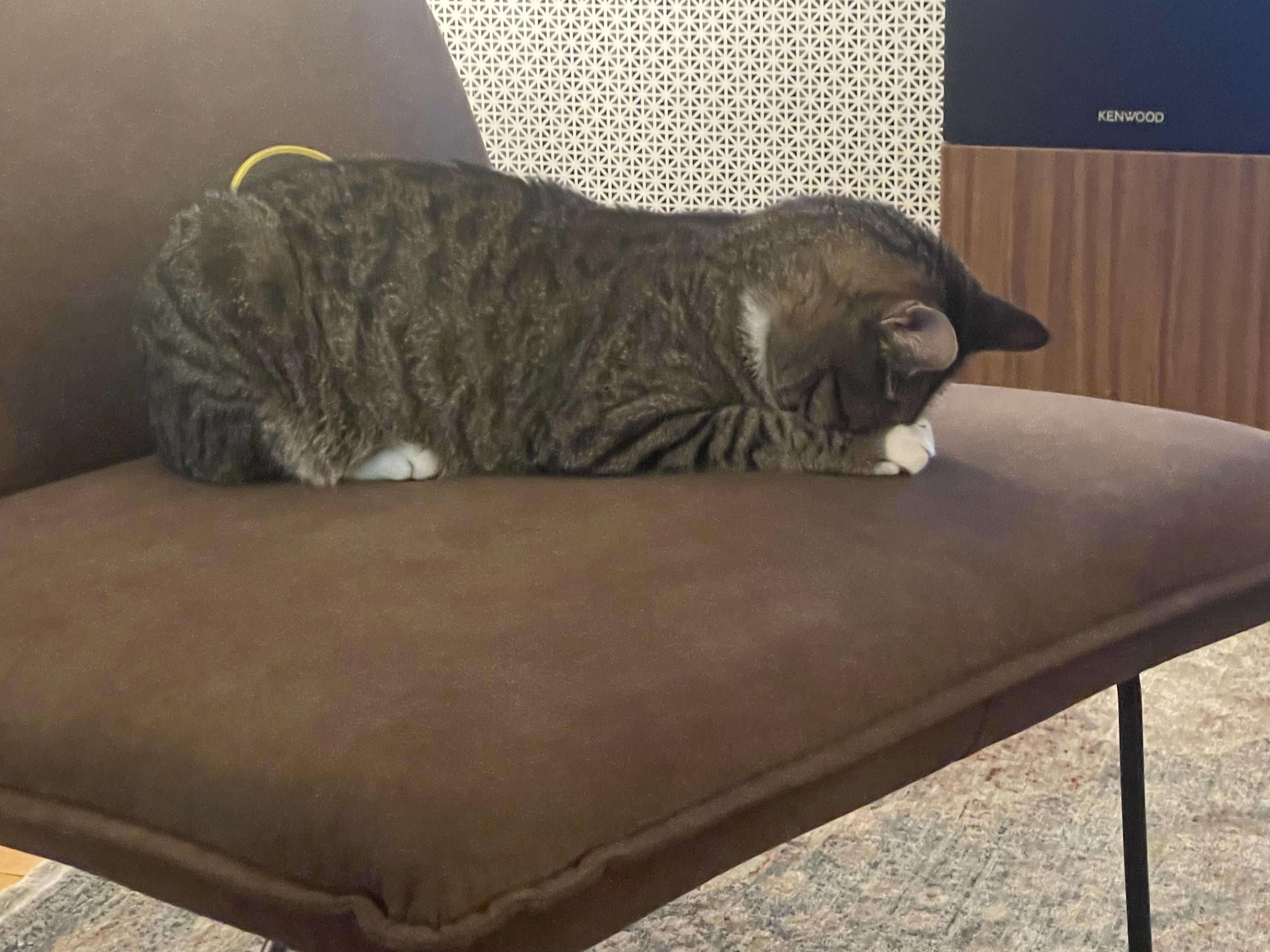 No face, just loaf | Scrolller