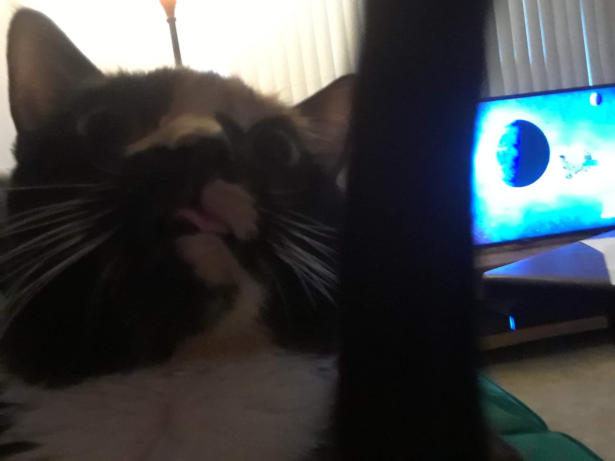 Cinna-blep | Scrolller